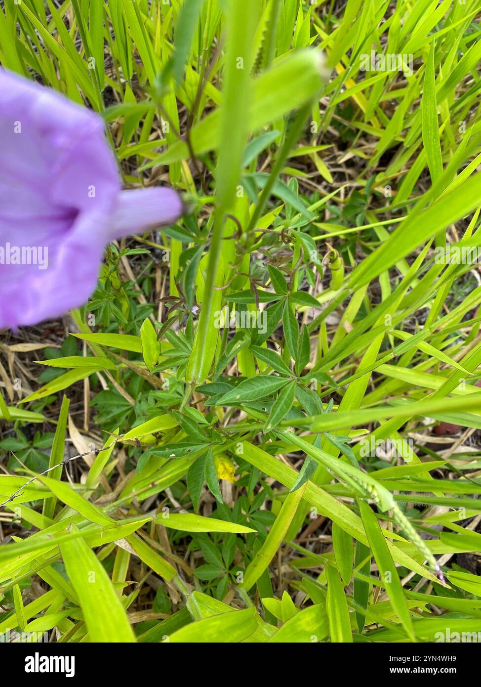 Mile minute vine ipomoea hi-res stock photography and images - Alamy