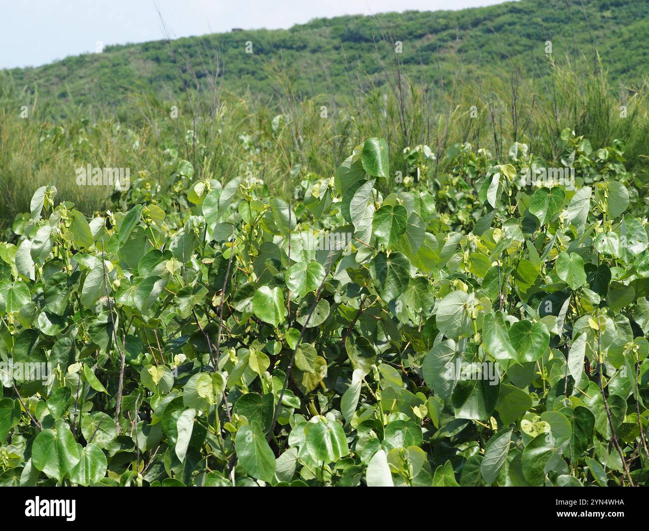 sea hibiscus (Hibiscus tiliaceus Stock Photo - Alamy