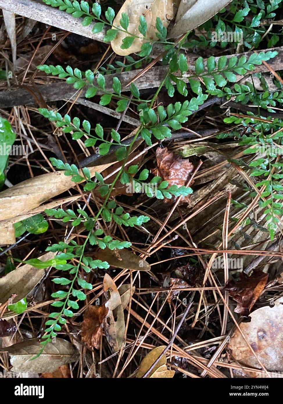 Anemia fern hi-res stock photography and images - Alamy