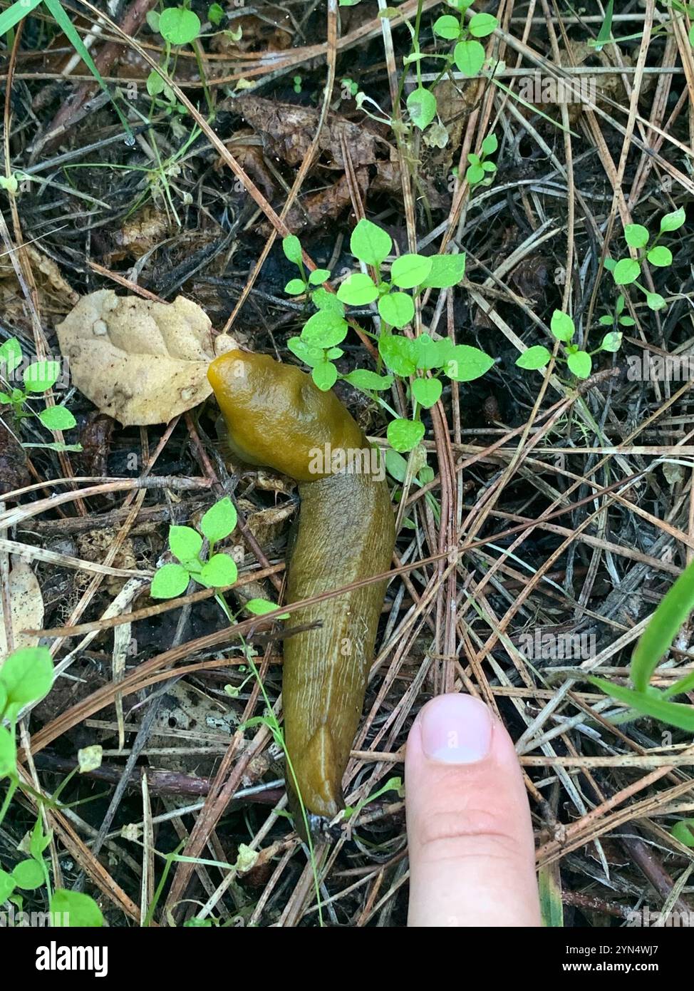 Banana Slugs (Ariolimax Stock Photo - Alamy
