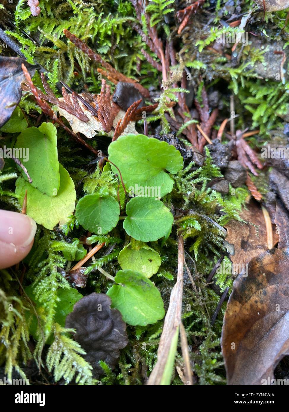 Redwood Violet (Viola sempervirens Stock Photo - Alamy