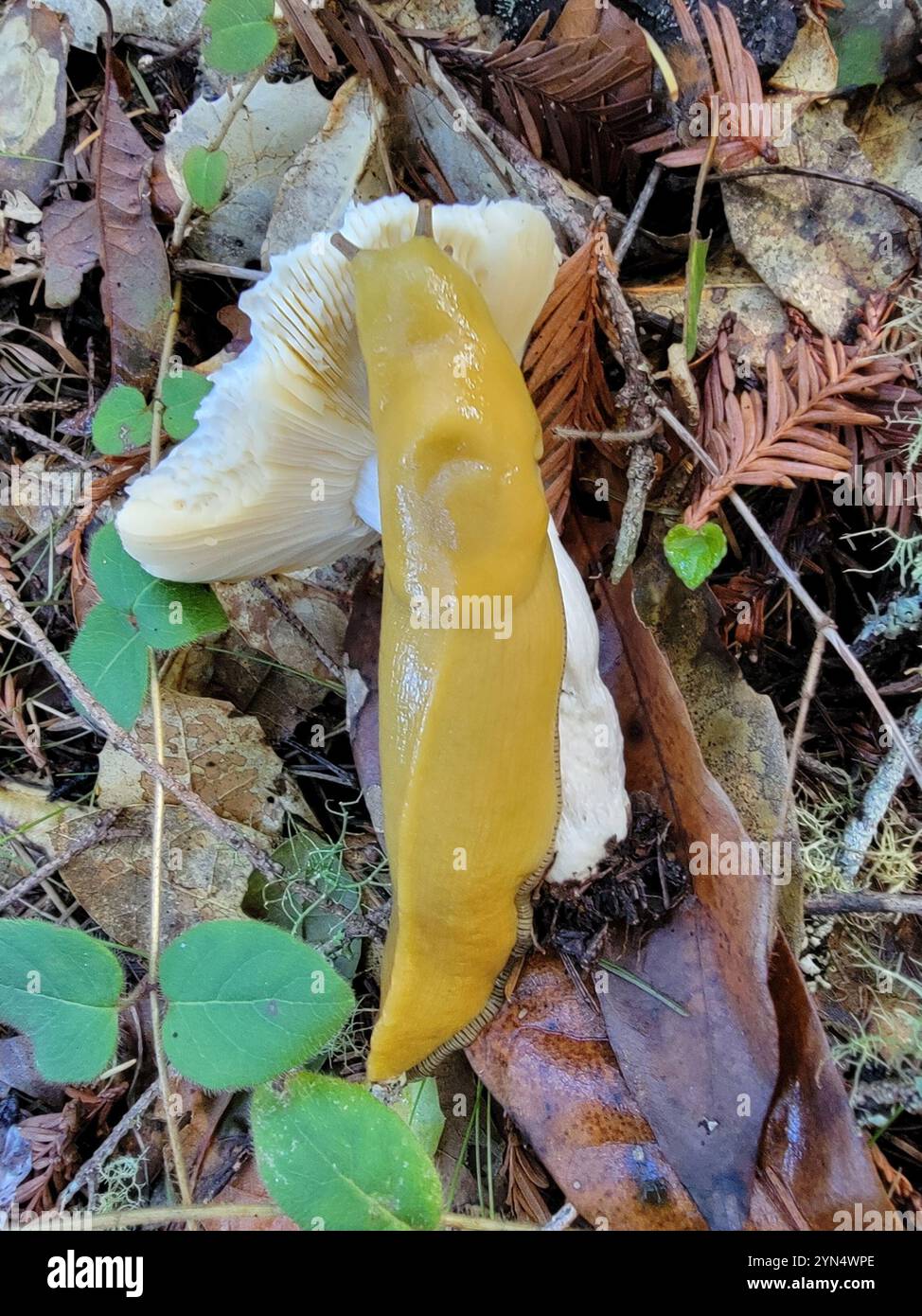 California Banana Slug (Ariolimax californicus Stock Photo - Alamy