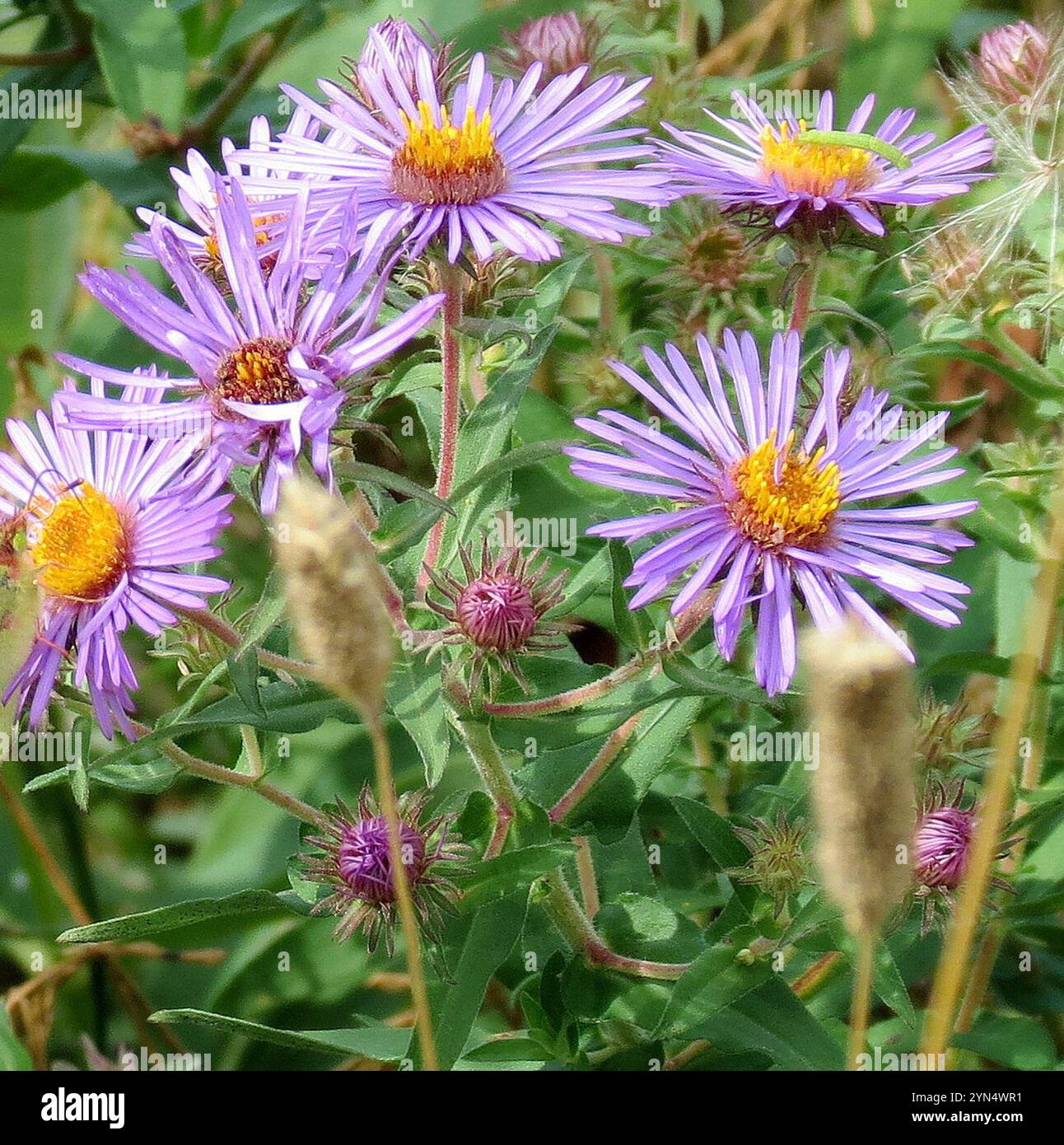 New England aster (Symphyotrichum novae-angliae Stock Photo - Alamy