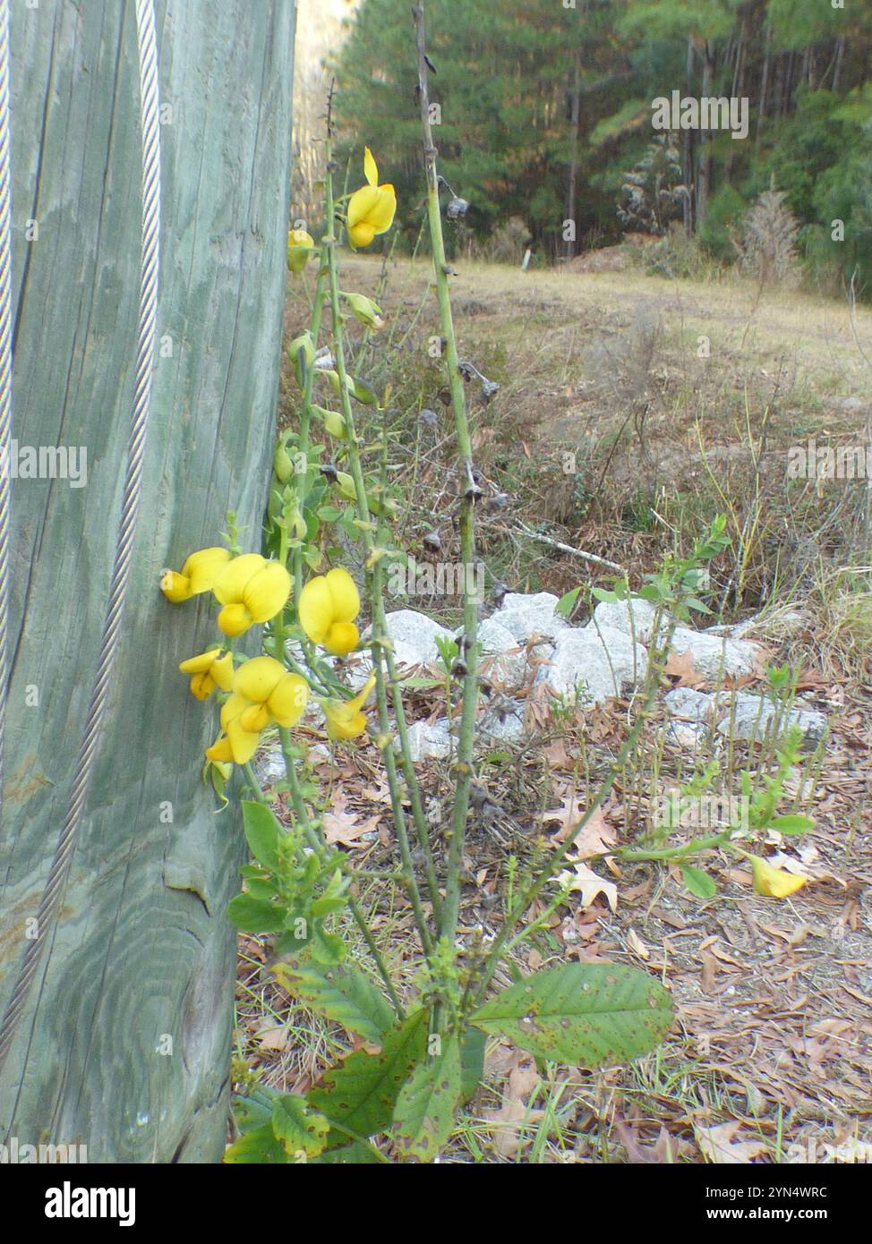 Showy Rattlebox (Crotalaria spectabilis Stock Photo - Alamy