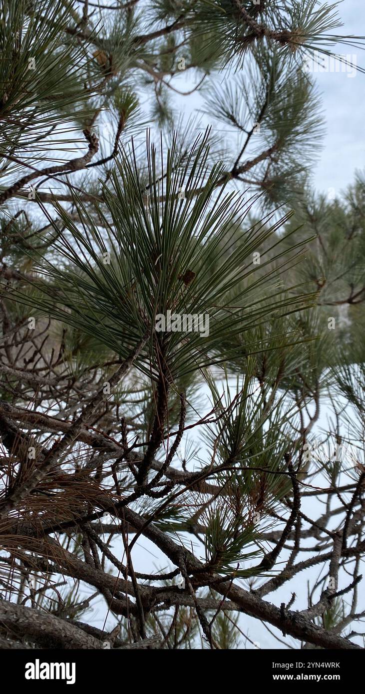 red pine (Pinus resinosa Stock Photo - Alamy