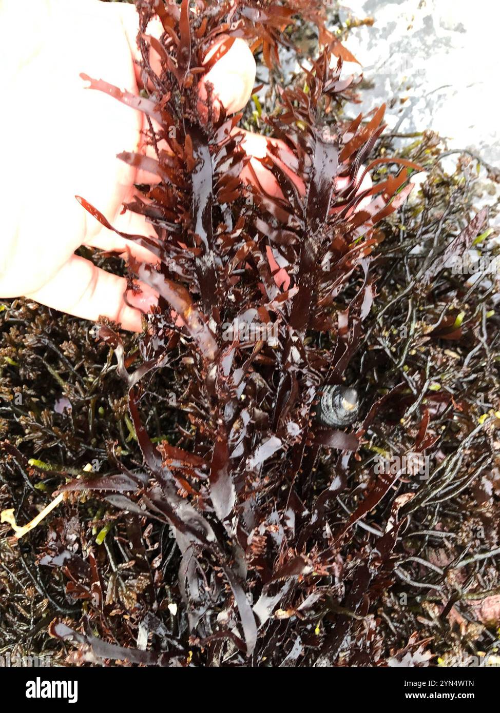 red algae (Rhodophyta Stock Photo - Alamy