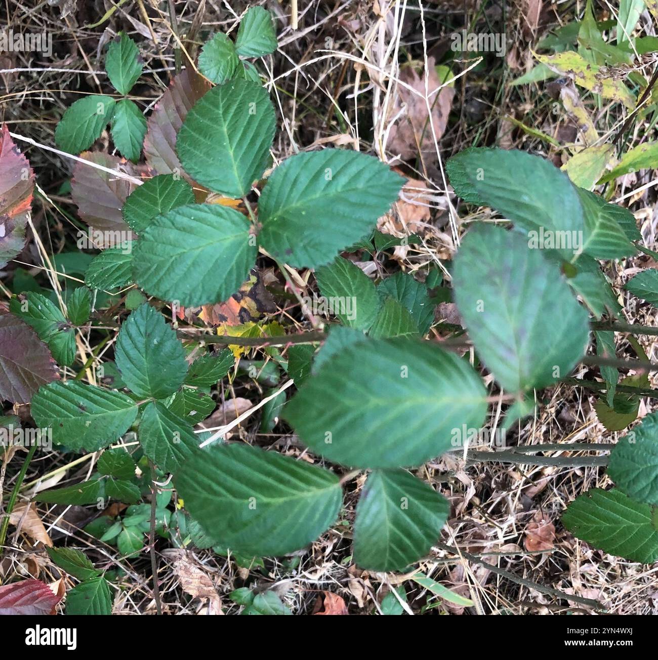 Pensilvanicus hi-res stock photography and images - Alamy