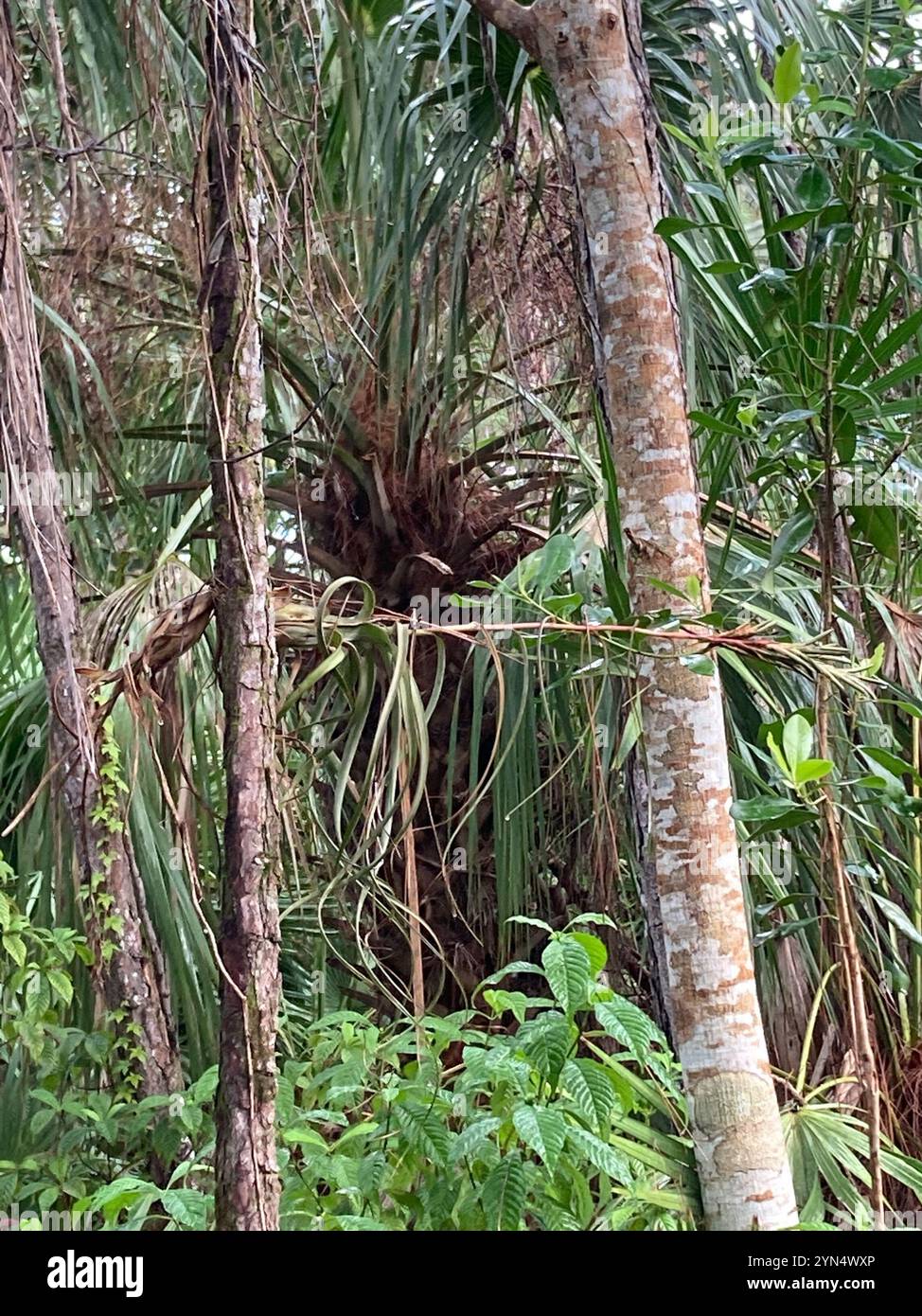 Balbis' airplant (Tillandsia balbisiana Stock Photo - Alamy