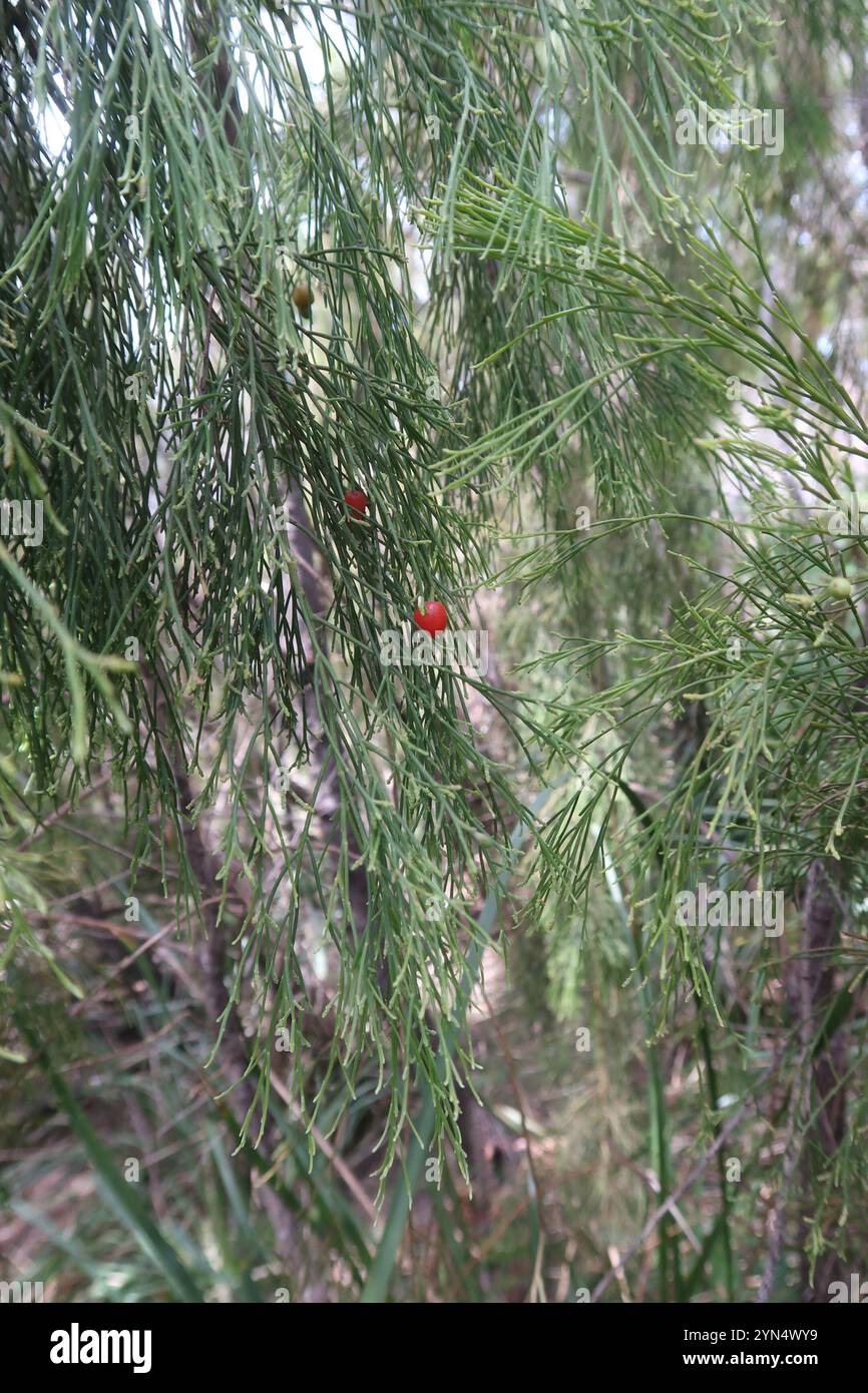 Exocarpos cupressiformis hi-res stock photography and images - Alamy