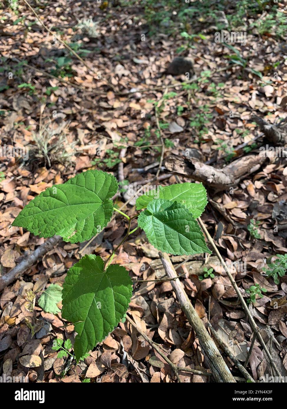 Texas mulberry (Morus microphylla Stock Photo - Alamy