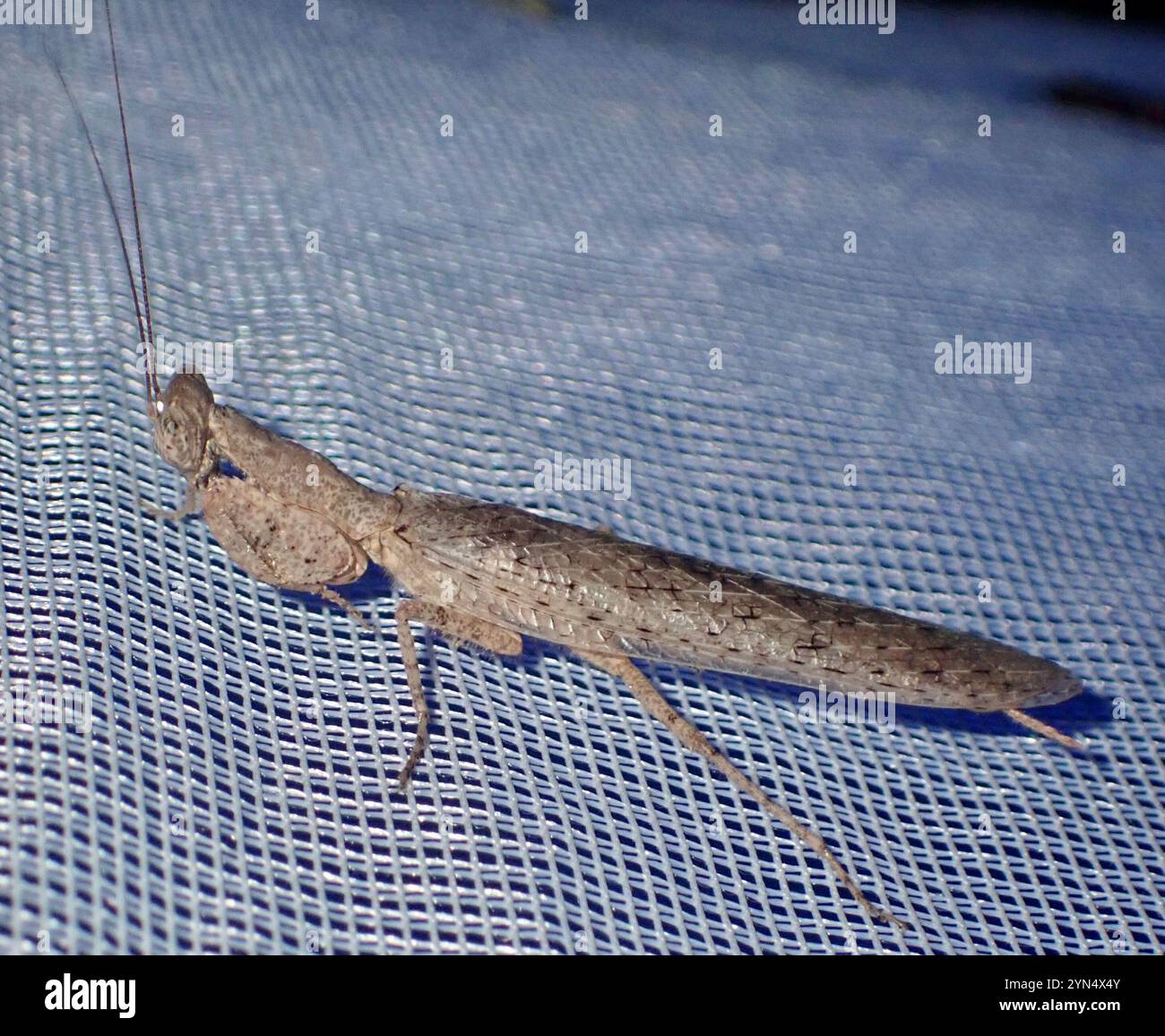 Bark Mantises (Tarachodes Stock Photo - Alamy