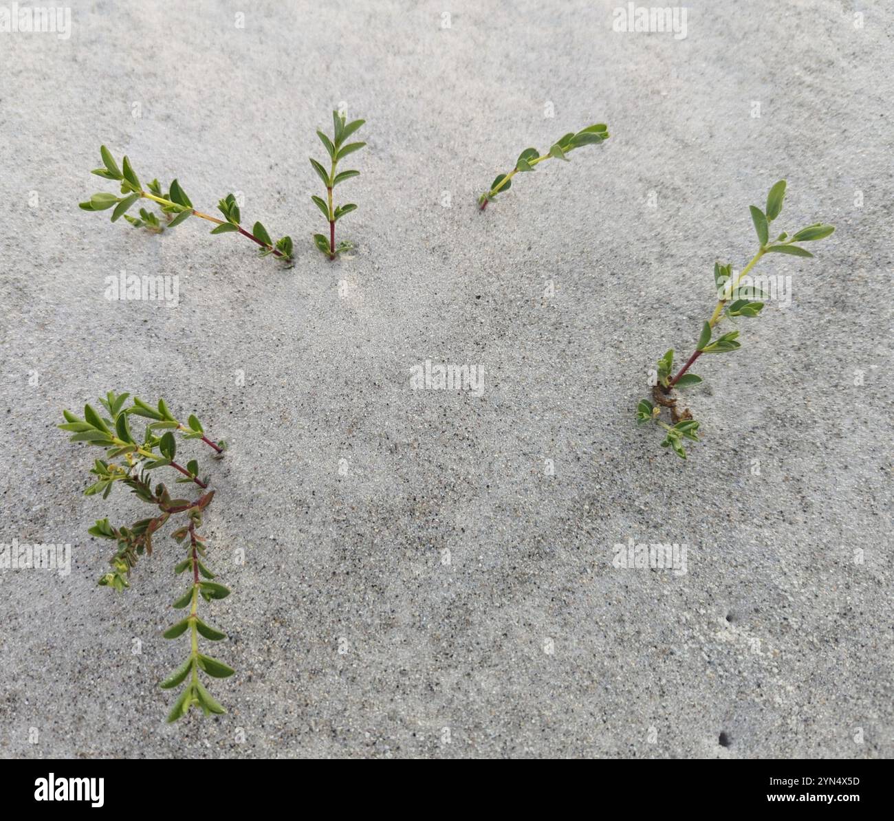 Coastal Beach Sandmat (Euphorbia mesembryanthemifolia Stock Photo - Alamy
