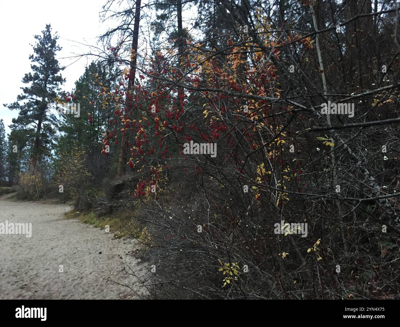 European barberry (Berberis vulgaris Stock Photo - Alamy