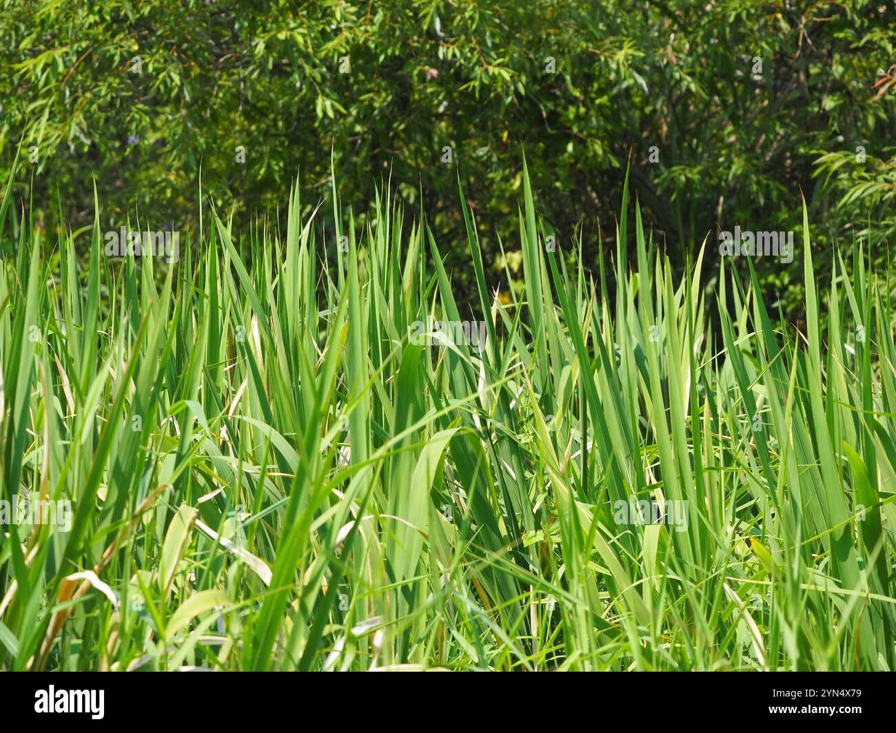 Tall Reed (Phragmites karka Stock Photo - Alamy