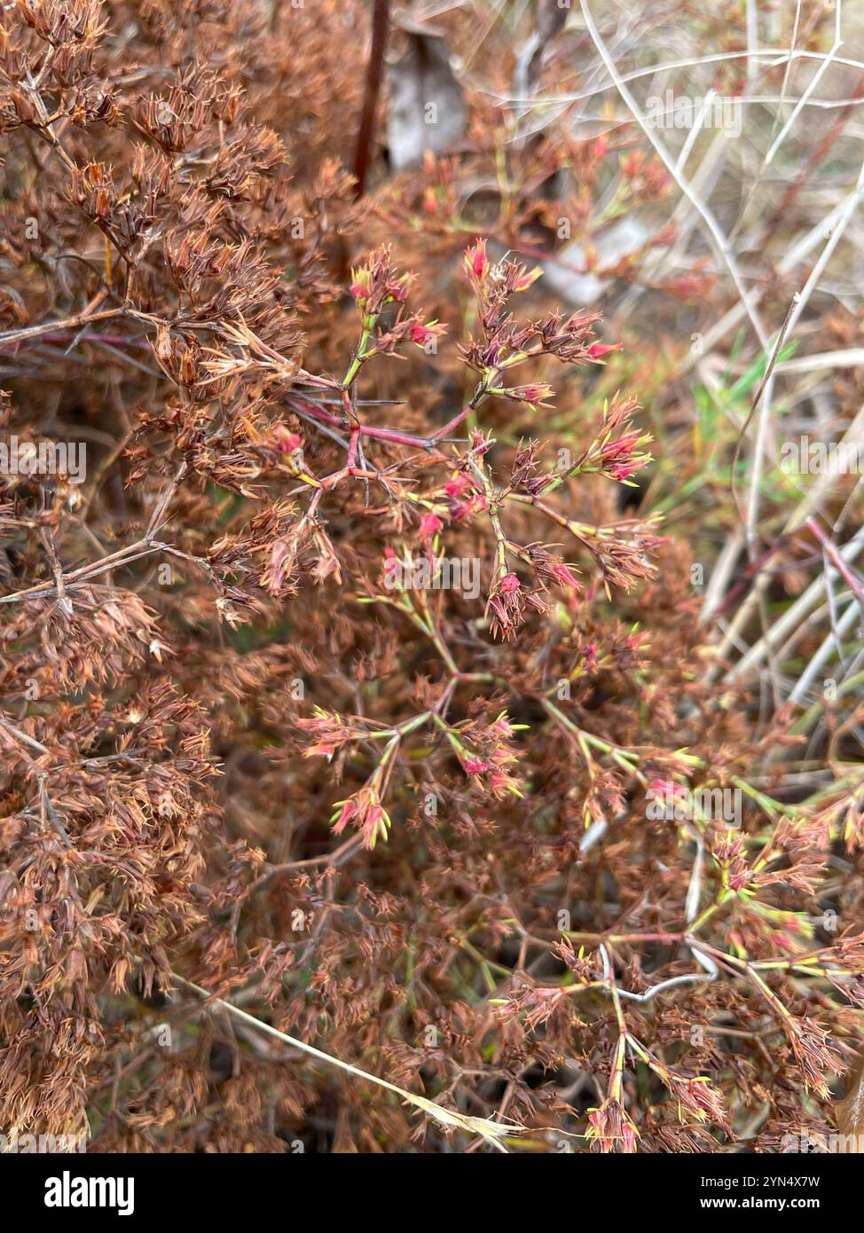 Whitlow-wort (Paronychia virginica Stock Photo - Alamy
