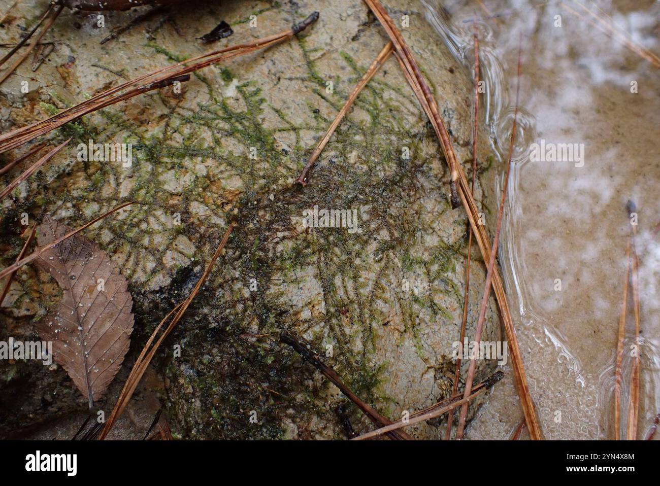 Streamside Leptodictyum Moss (Leptodictyum riparium Stock Photo - Alamy
