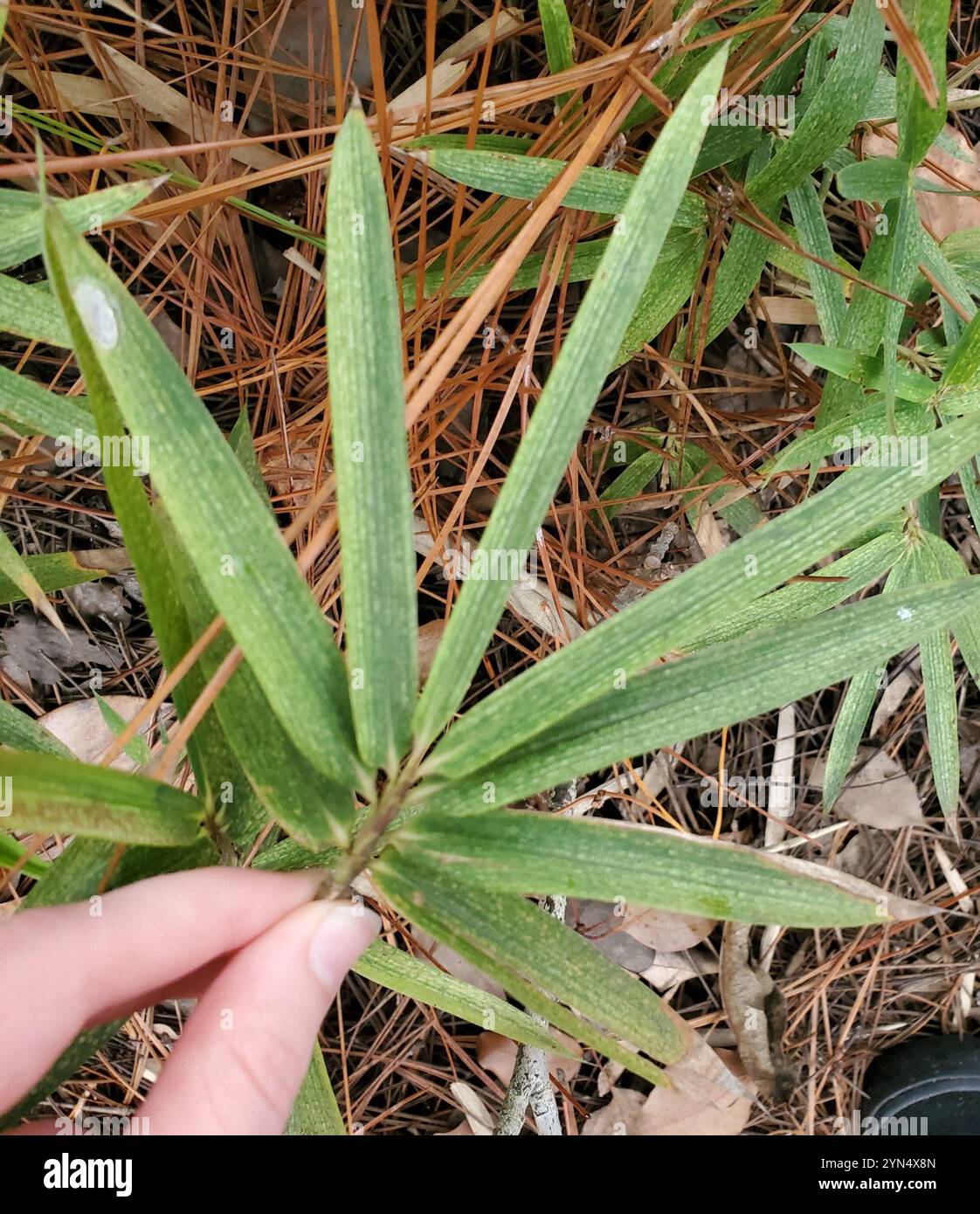 switch cane (Arundinaria tecta Stock Photo - Alamy