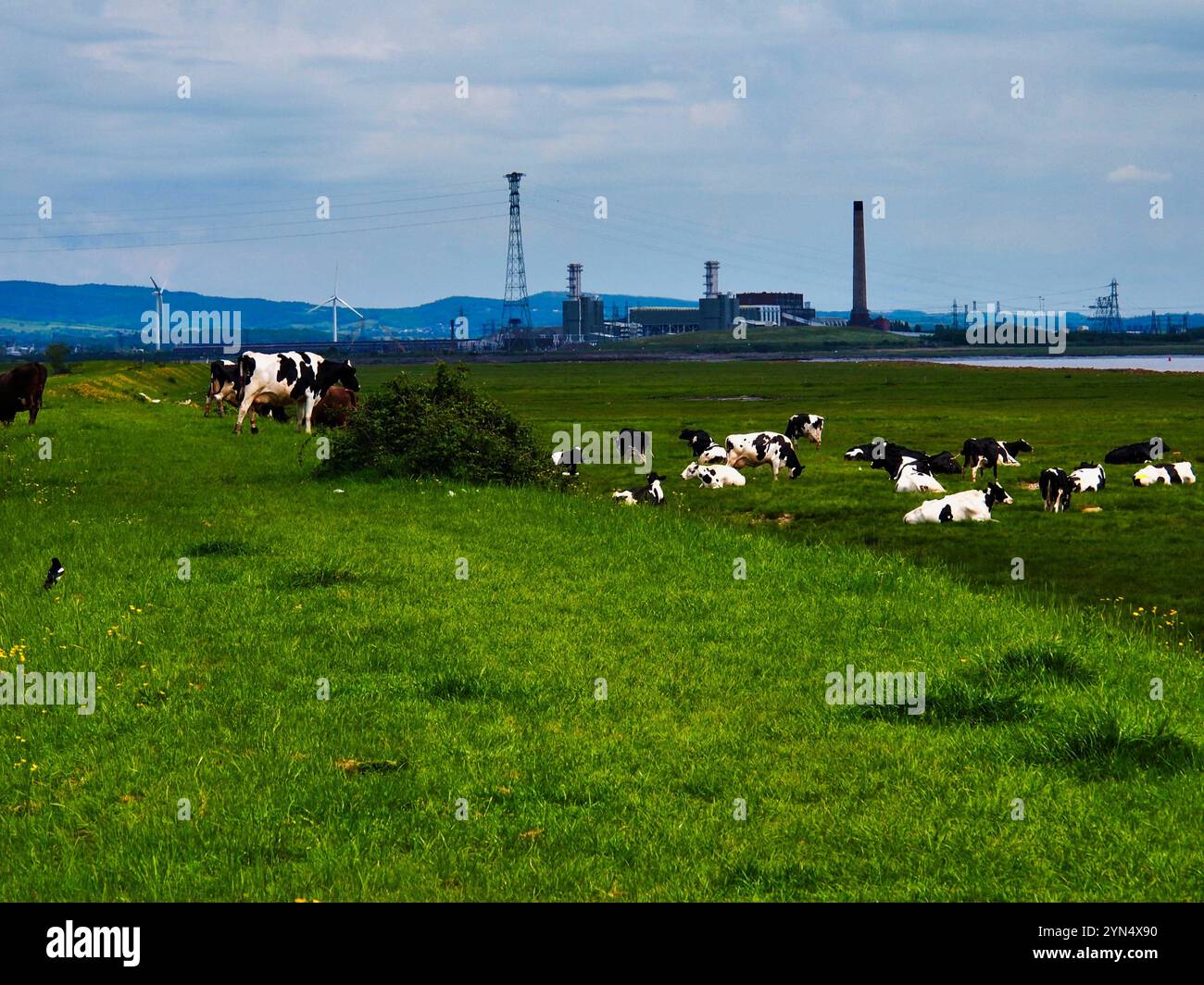 Cows laying down in a field. With a power station in the background ...