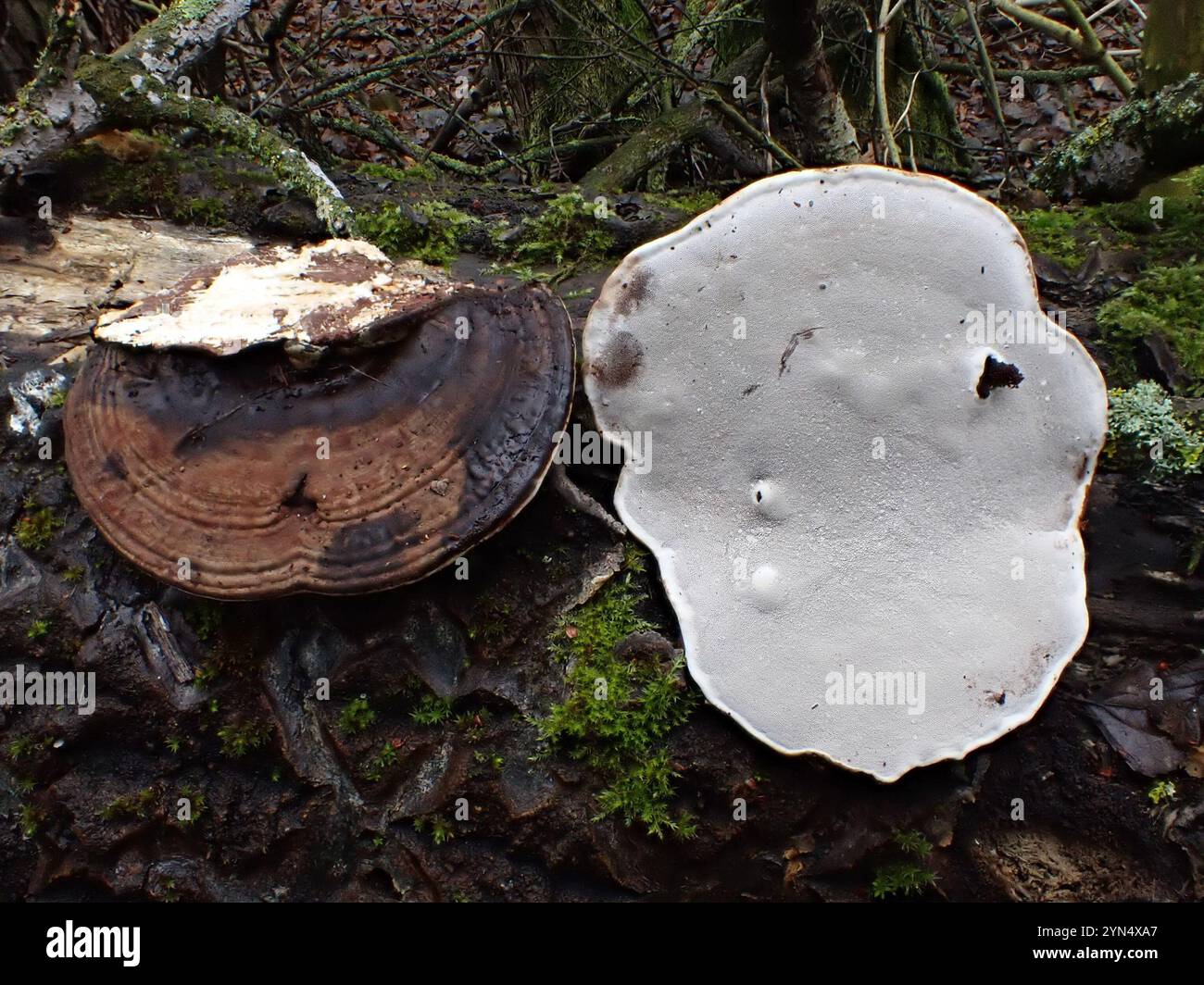 artist's bracket (Ganoderma applanatum Stock Photo - Alamy