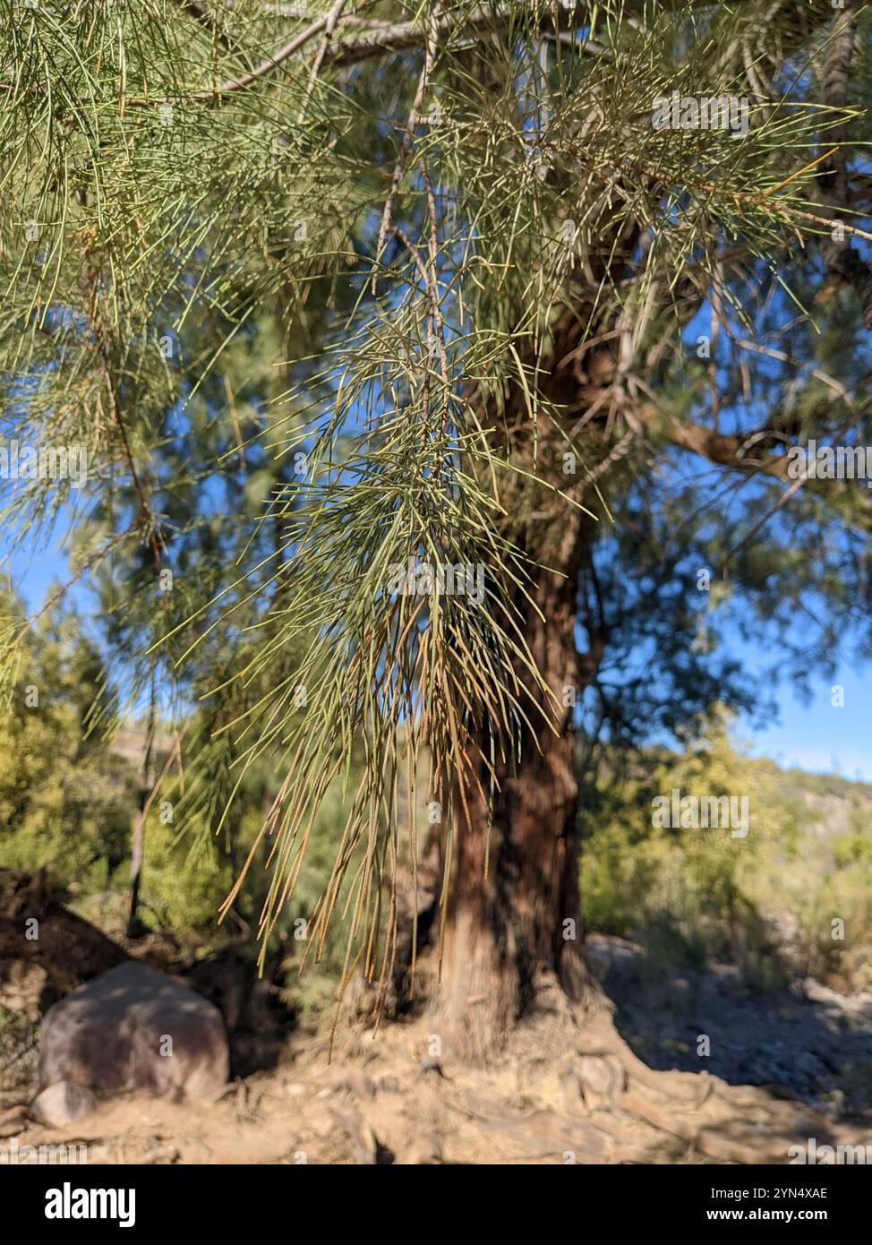 Athel hi-res stock photography and images - Alamy