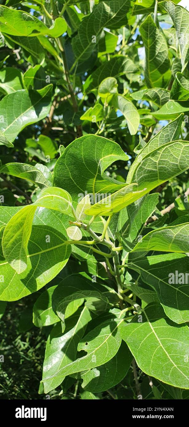 Sandpaper Fig (Ficus opposita Stock Photo - Alamy