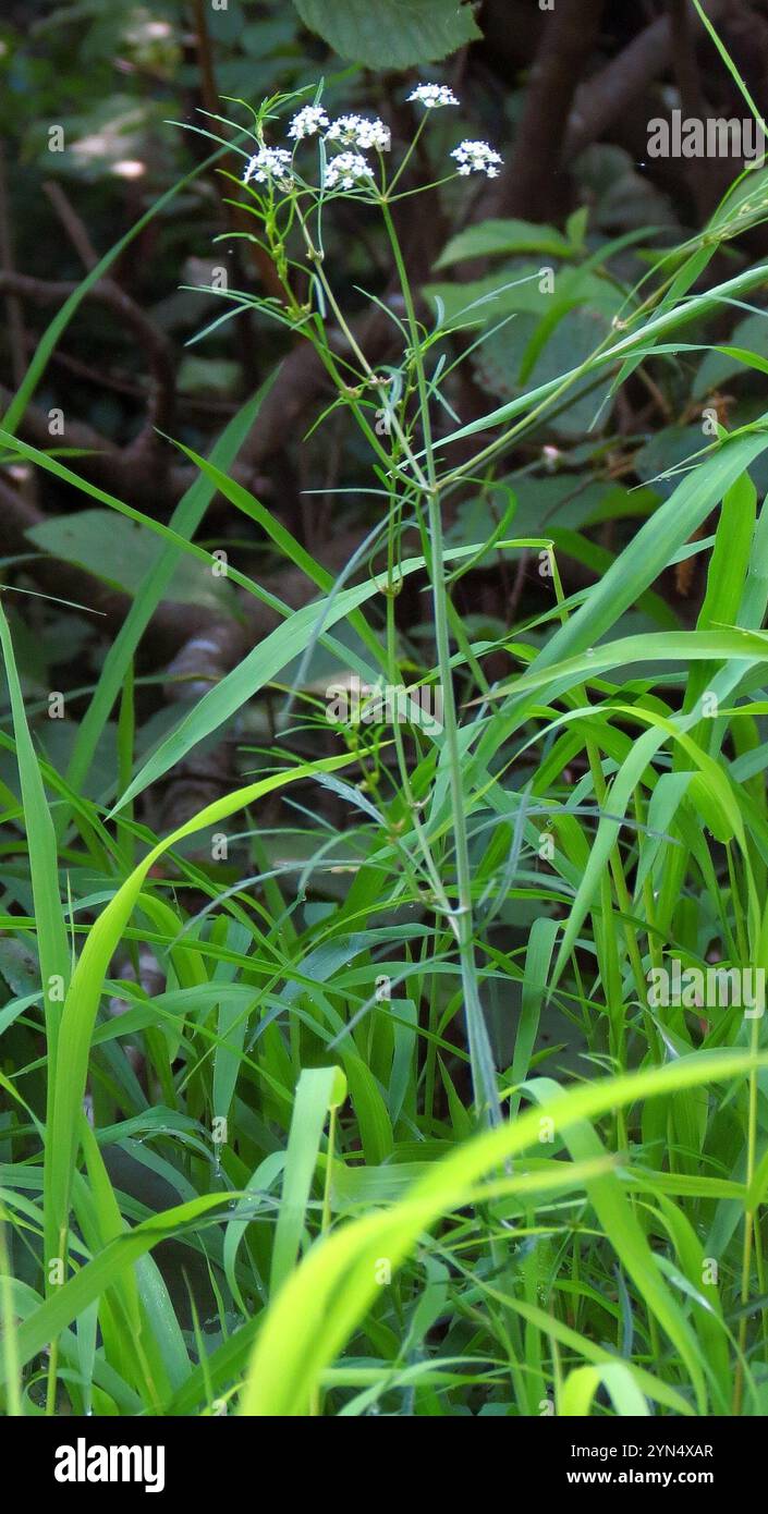 bulblet-bearing water hemlock (Cicuta bulbifera Stock Photo - Alamy