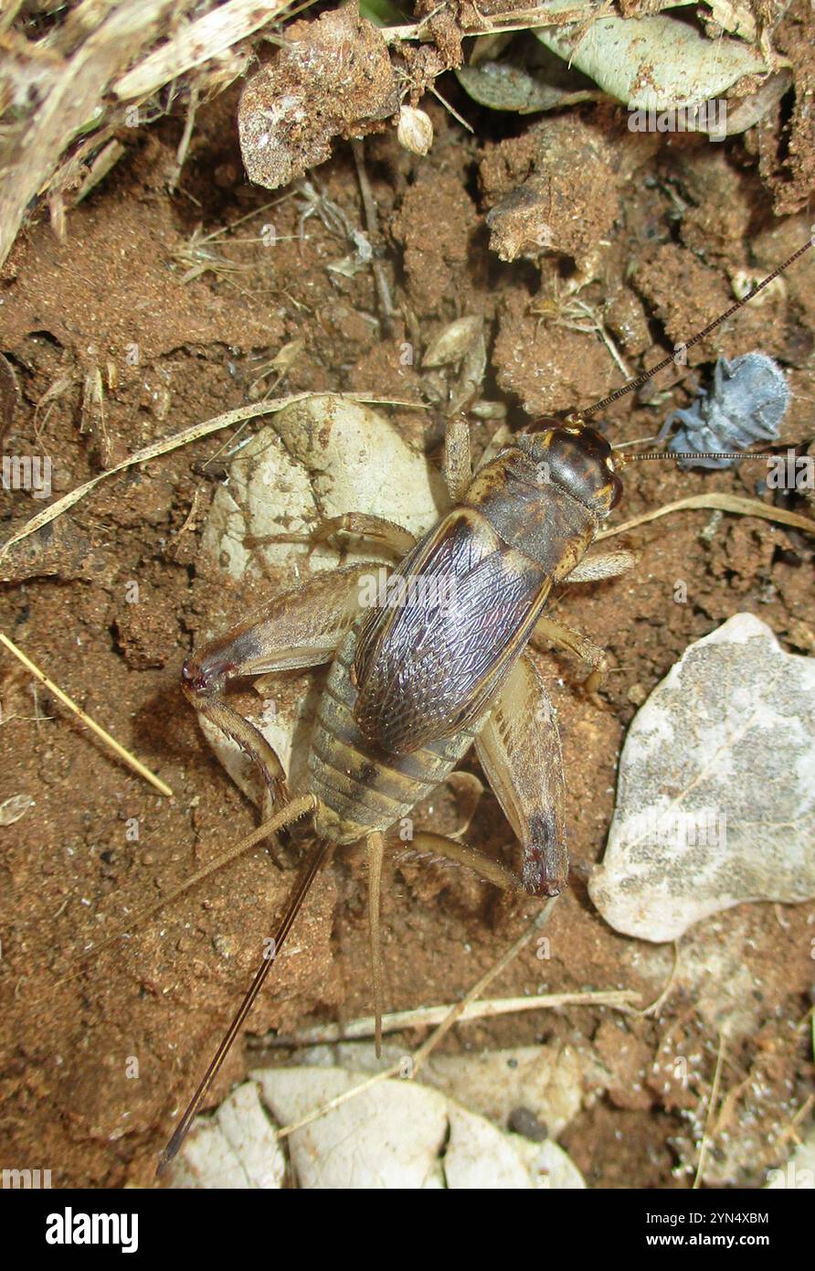 True Crickets (Gryllidae Stock Photo - Alamy