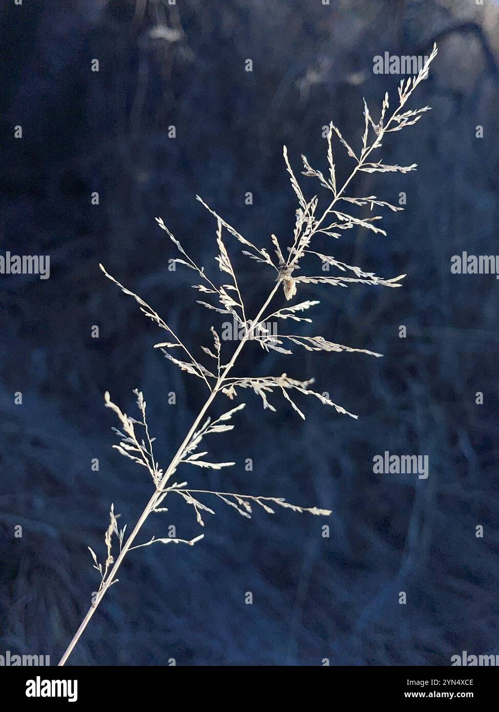 African love grass (Eragrostis curvula Stock Photo - Alamy