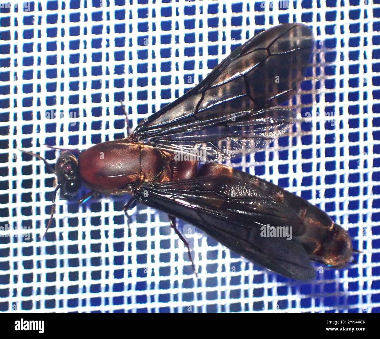 Driver Ants and Allies (Dorylus Stock Photo - Alamy