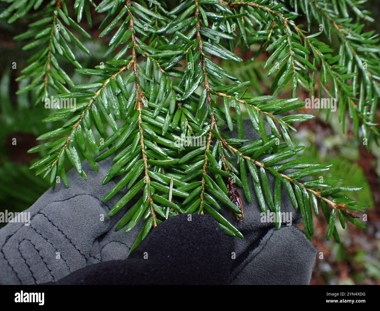 western hemlock (Tsuga heterophylla Stock Photo - Alamy