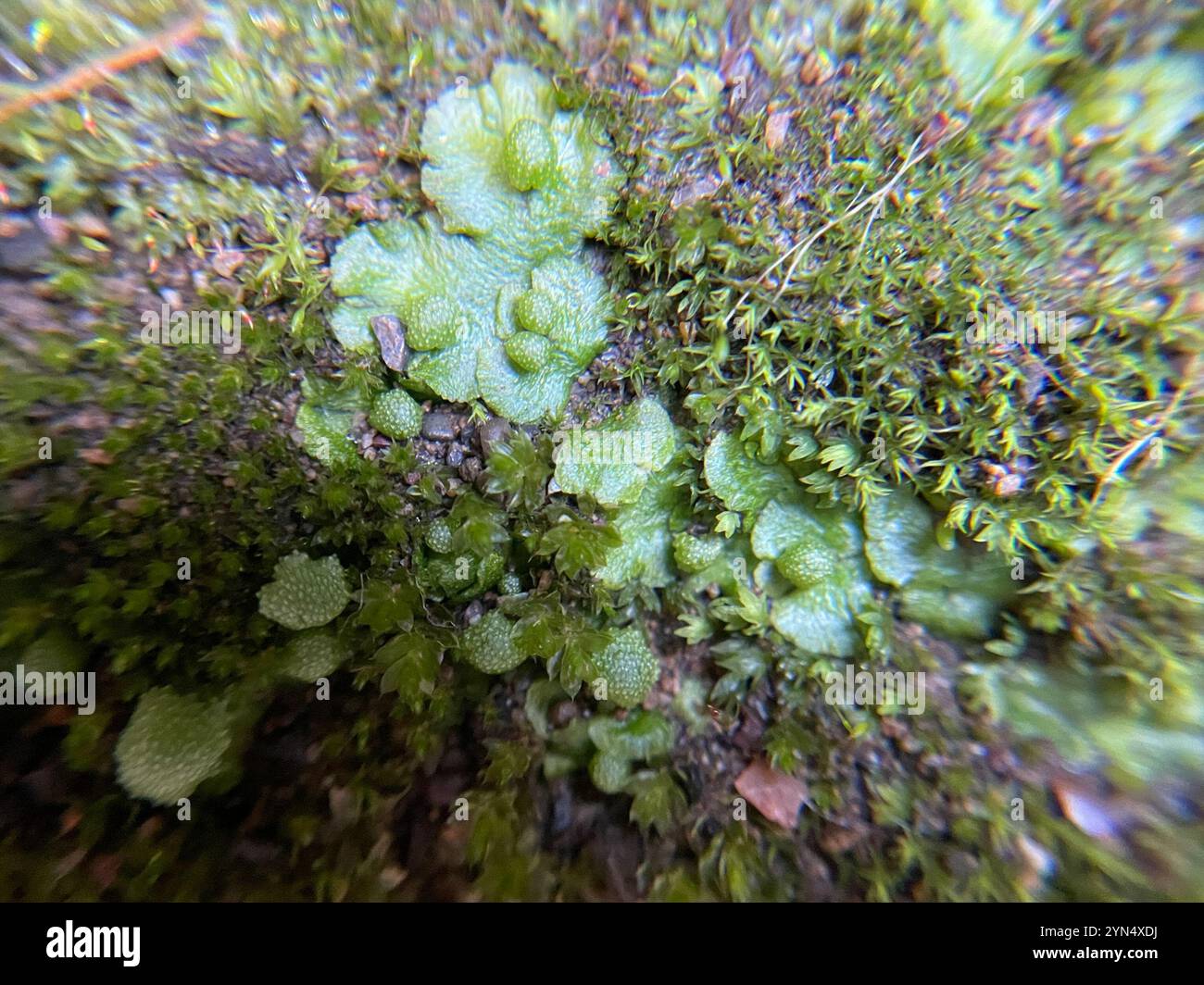 Asterella hi-res stock photography and images - Alamy