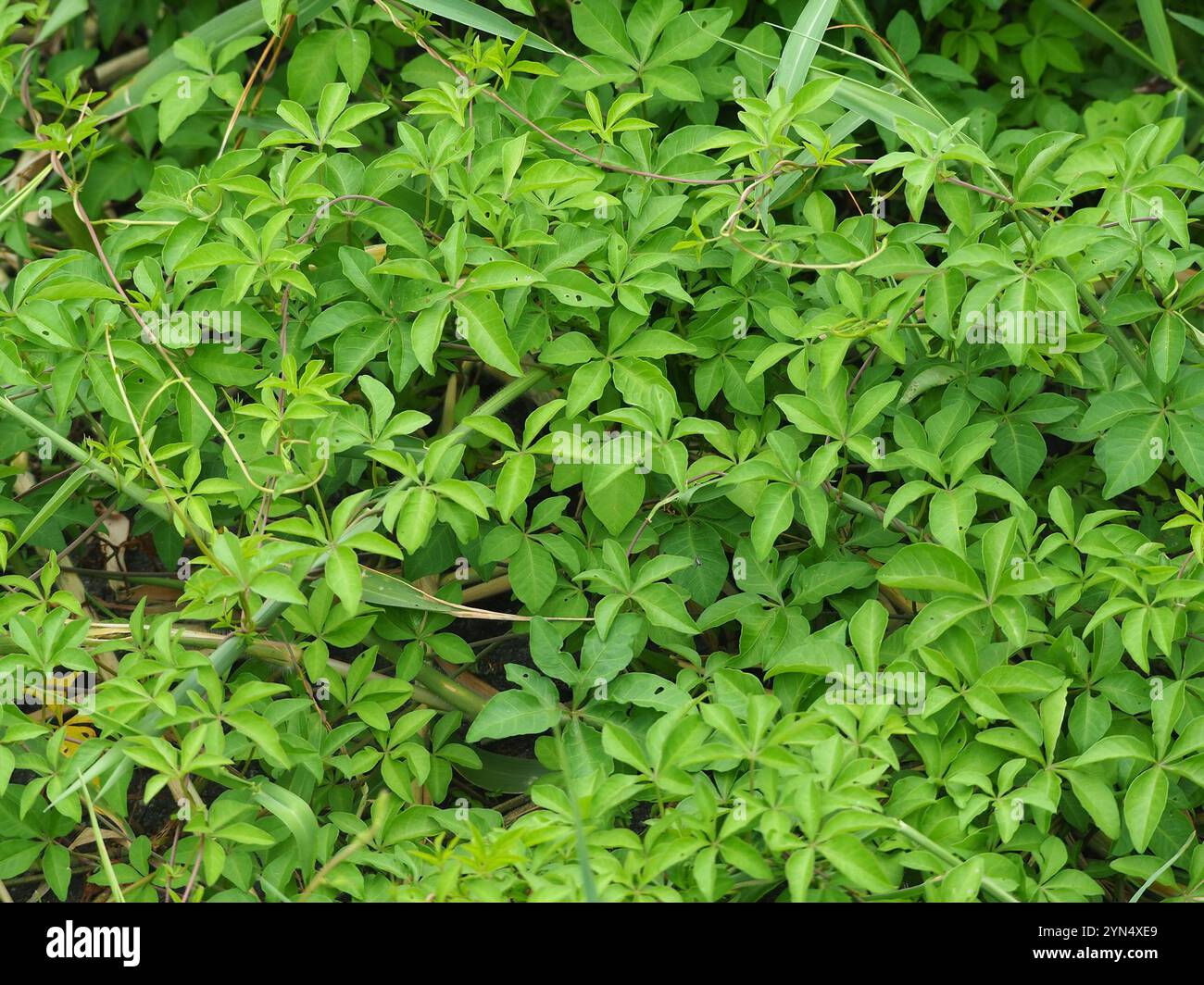 Mile-a-minute vine (Ipomoea cairica Stock Photo - Alamy