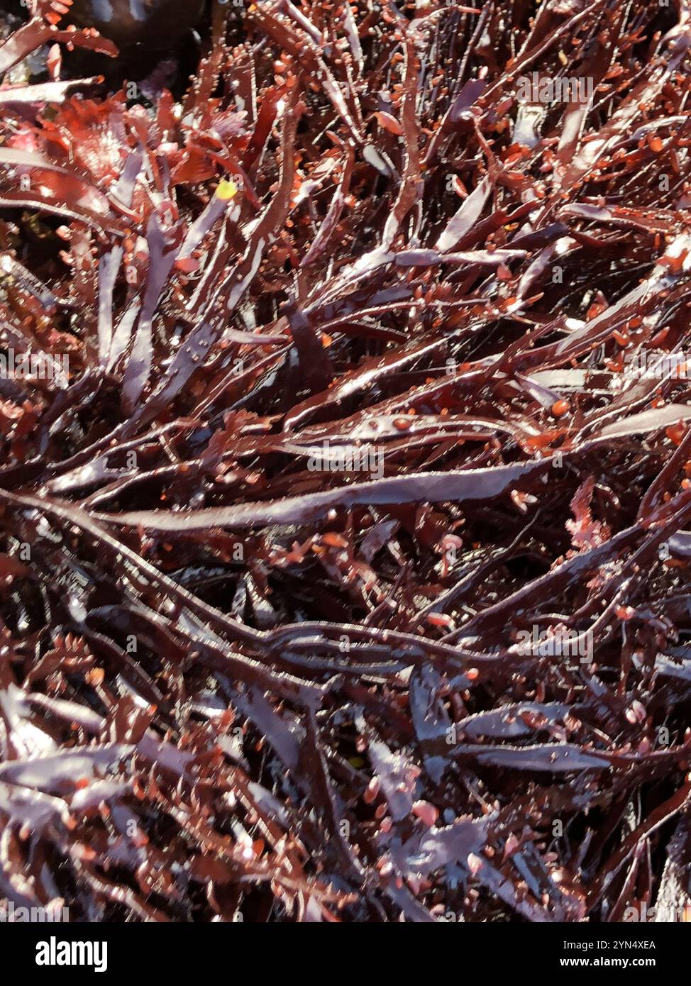 Prionitis hi-res stock photography and images - Alamy