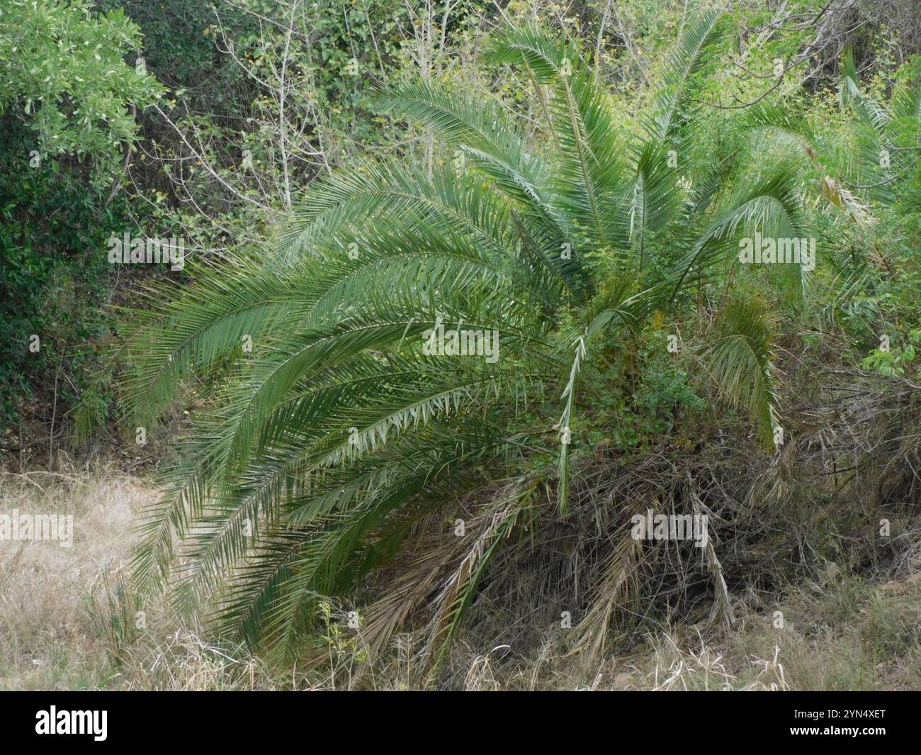 Reclining Date Palm (Phoenix reclinata Stock Photo - Alamy