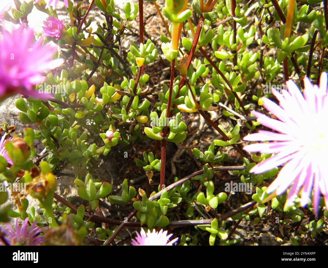 Sickleleaf Dewplant (Lampranthus falciformis Stock Photo - Alamy