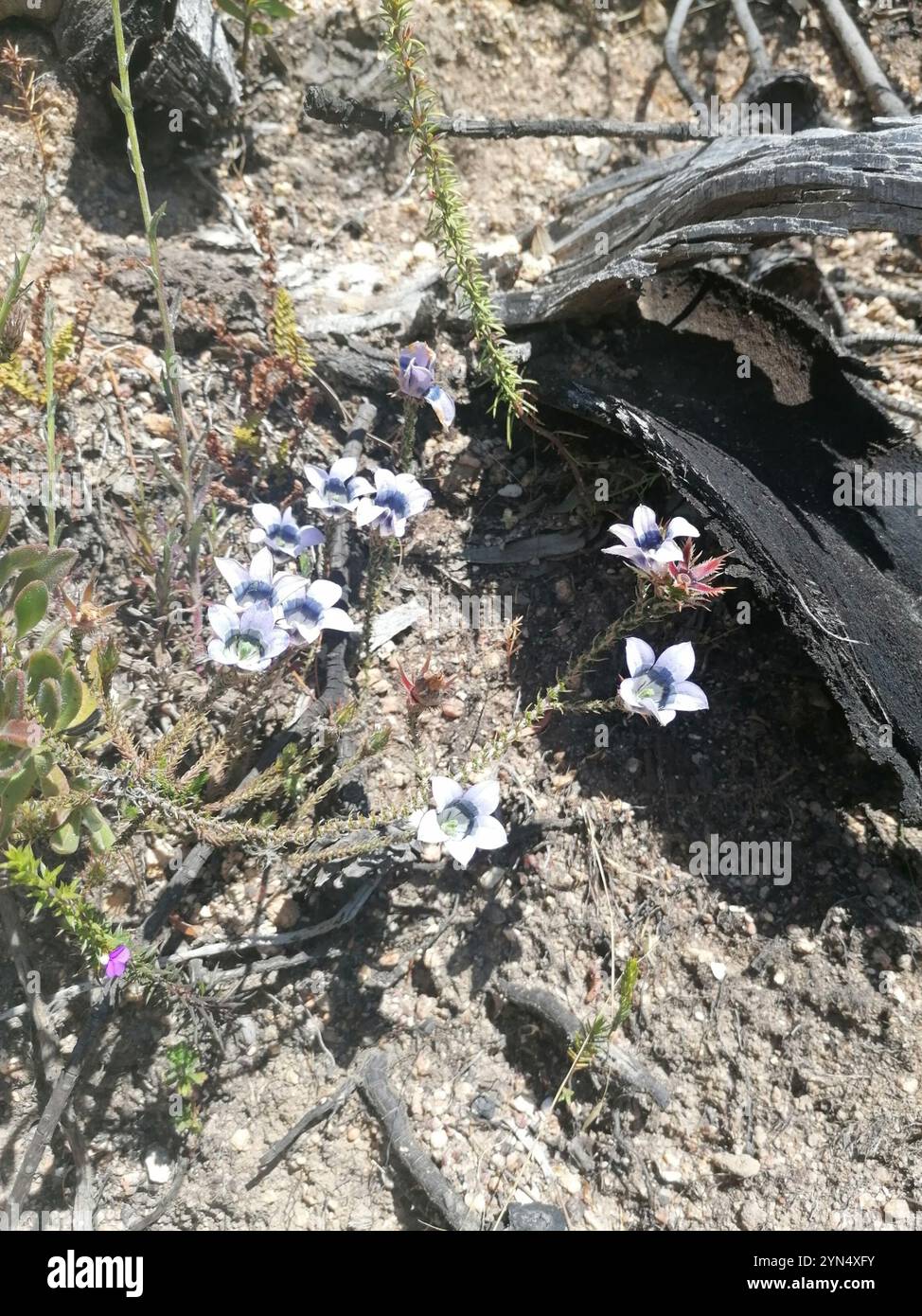 Roella ciliata hi-res stock photography and images - Alamy