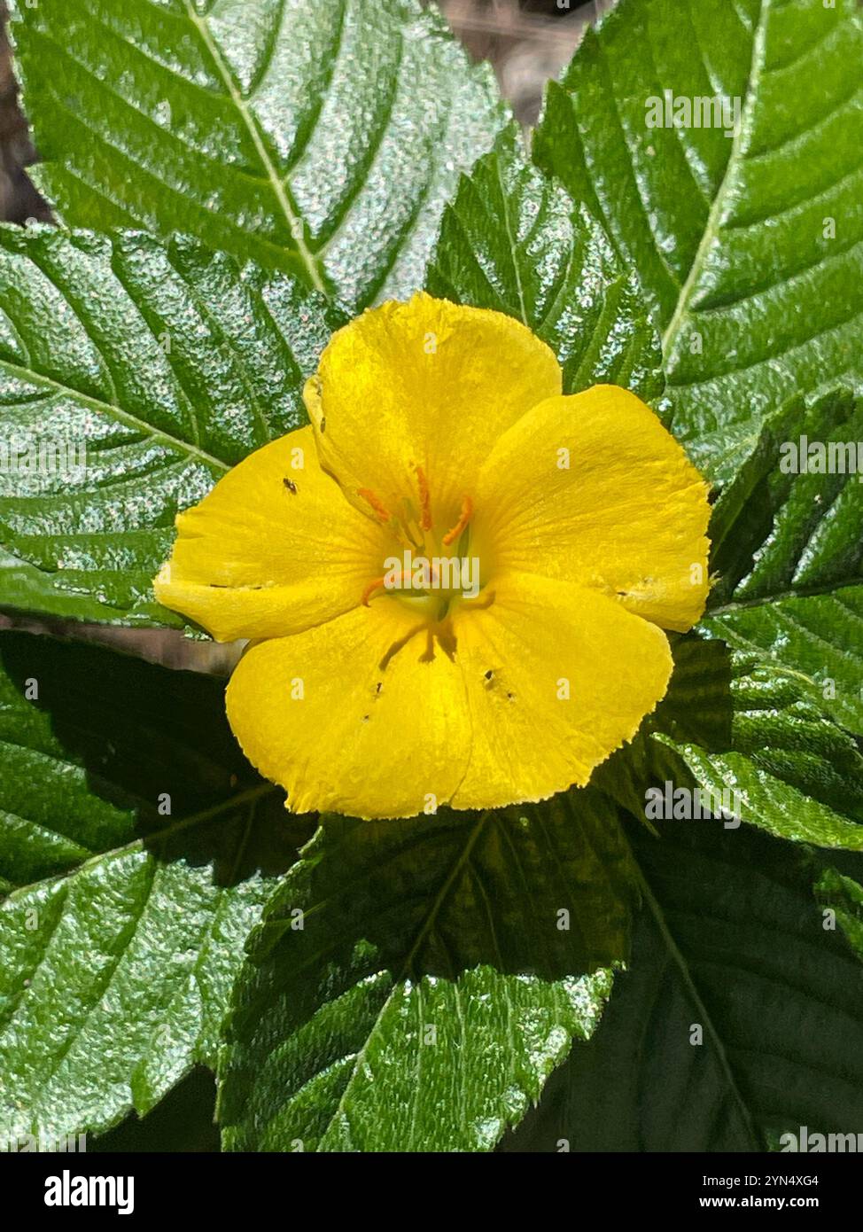Yellow alder (Turnera ulmifolia Stock Photo - Alamy
