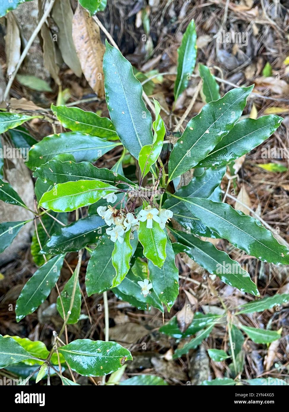 Australian Cheesewood (Pittosporum undulatum Stock Photo - Alamy
