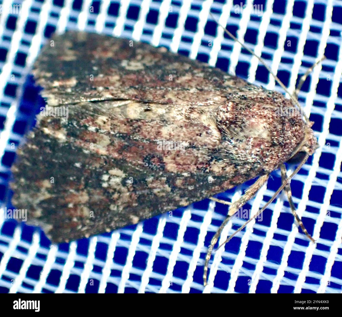 The African (Condica capensis Stock Photo - Alamy