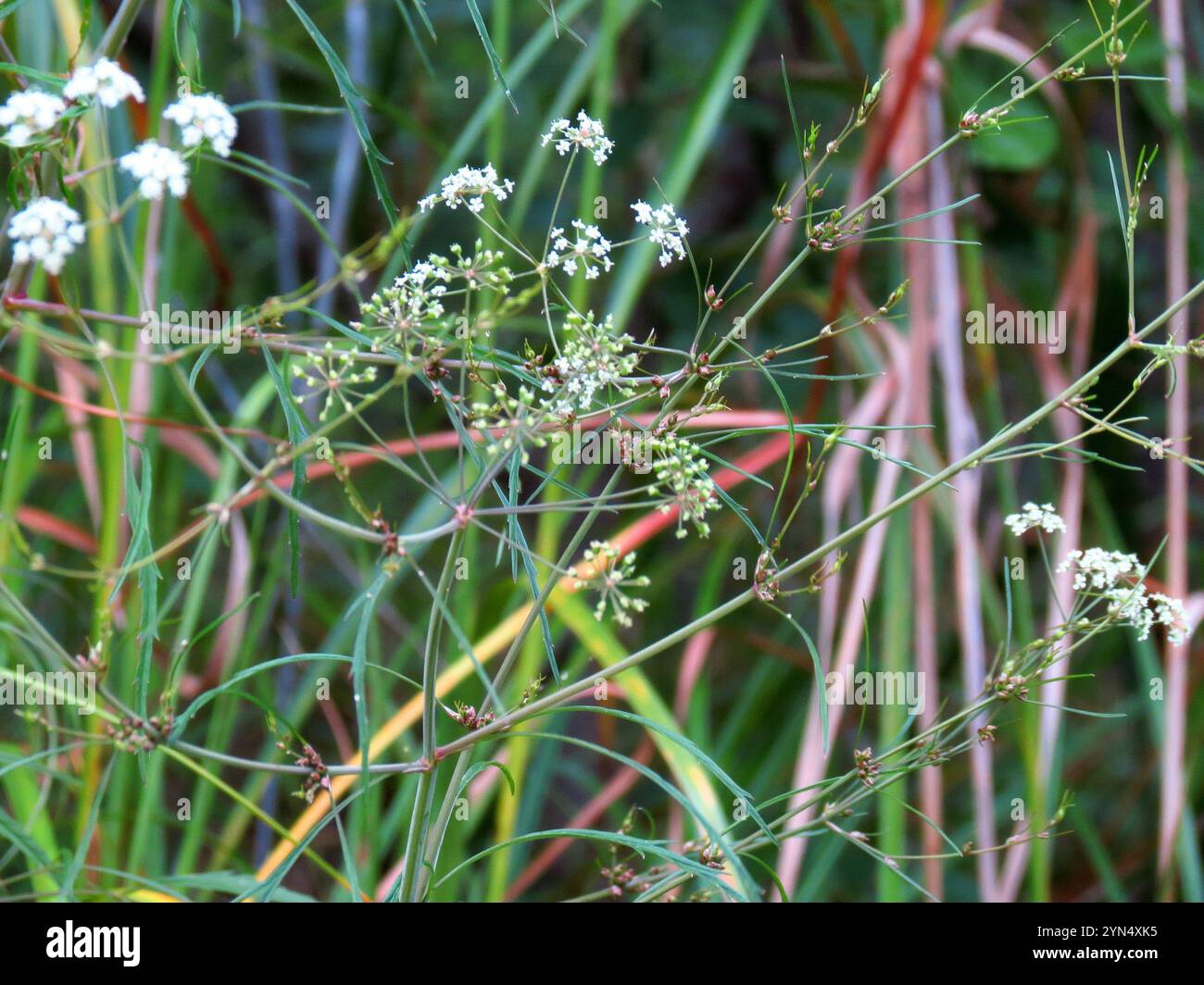 bulblet-bearing water hemlock (Cicuta bulbifera Stock Photo - Alamy