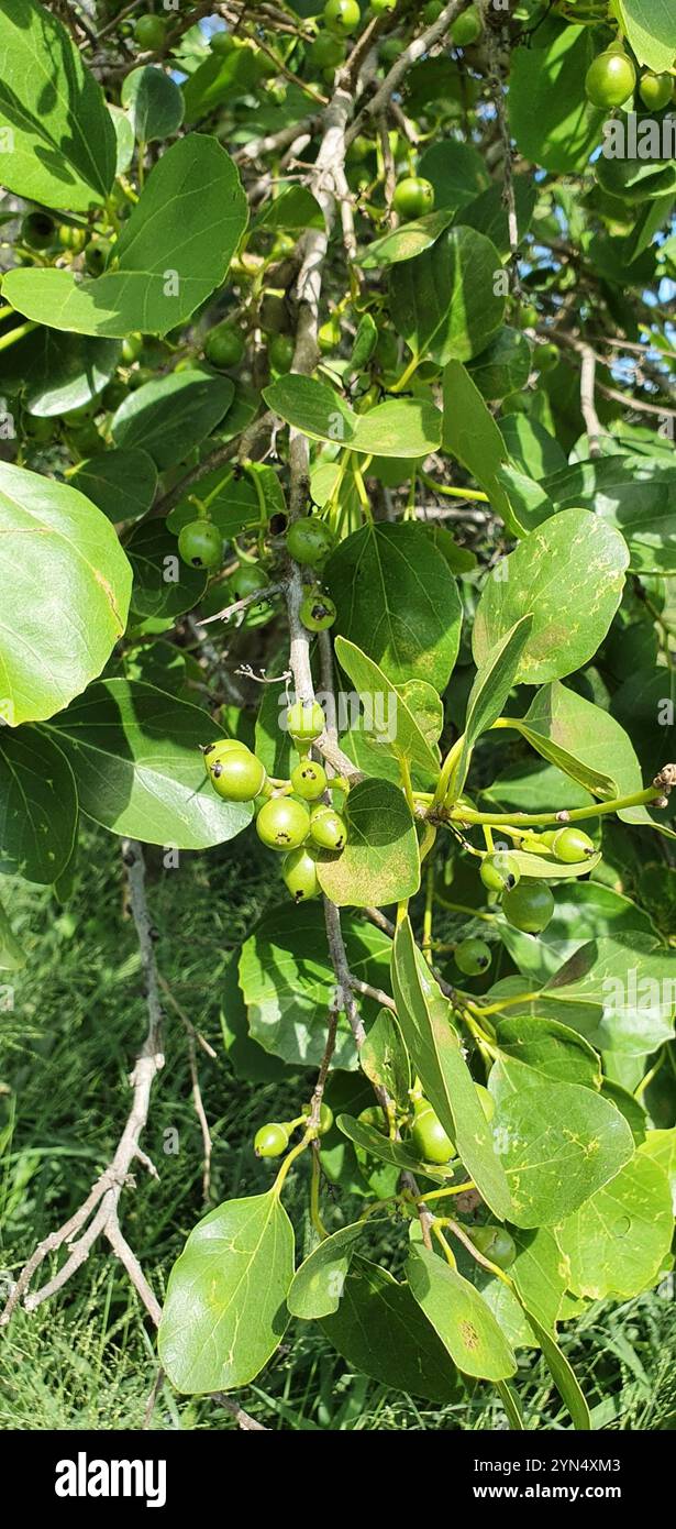 Clammy Cherry (Cordia dichotoma Stock Photo - Alamy