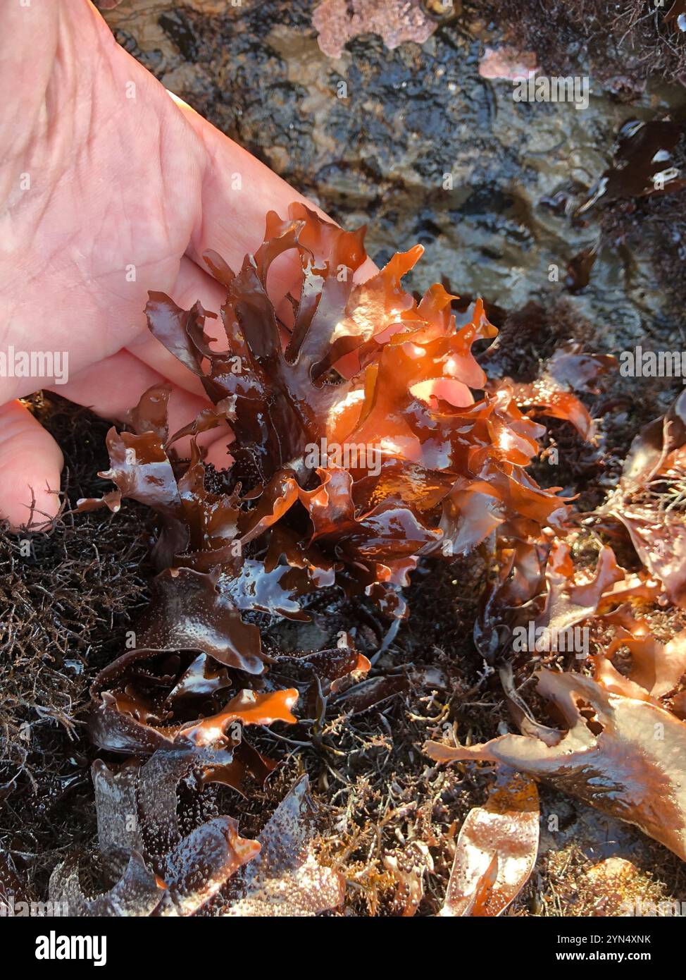 red algae (Rhodophyta Stock Photo - Alamy
