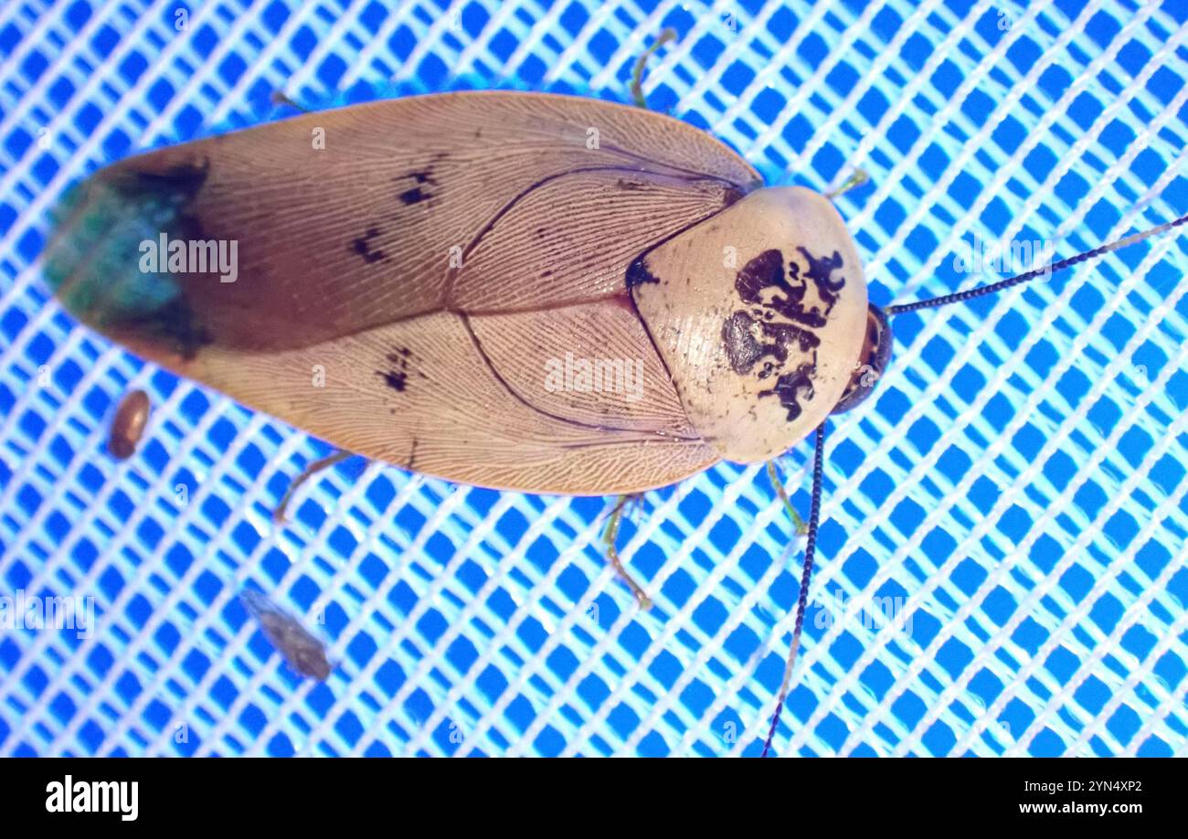 Porcelain Roaches (Gyna Stock Photo - Alamy
