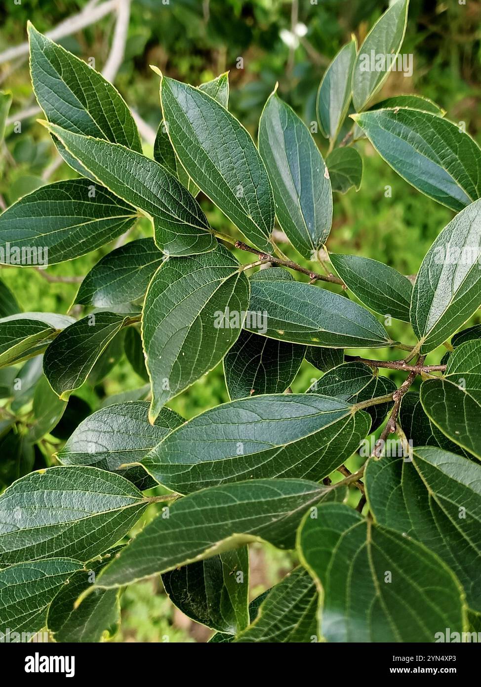 Chinese Hackberry (Celtis sinensis Stock Photo - Alamy
