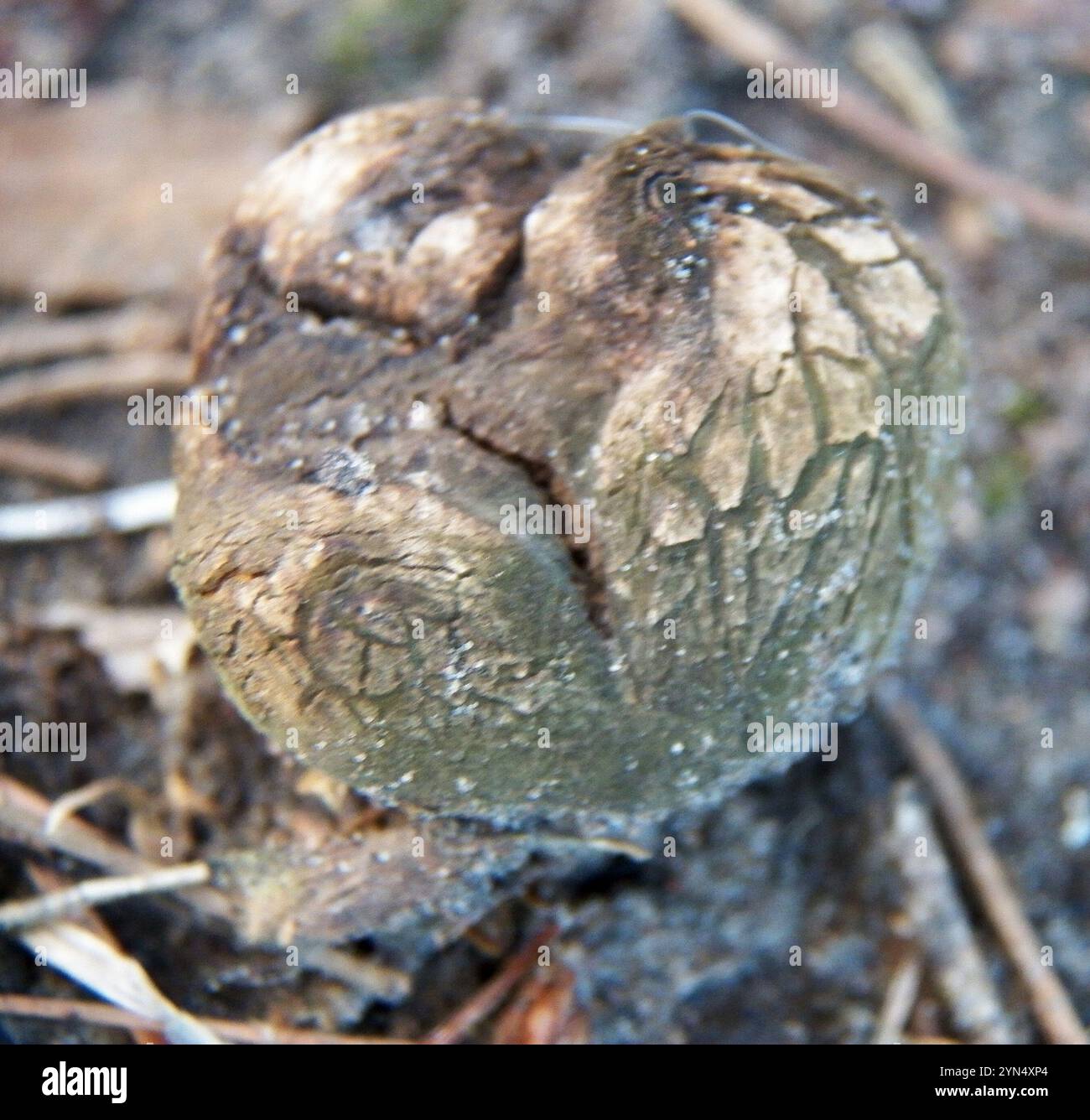 Dead Man's Foot (Pisolithus tinctorius Stock Photo - Alamy