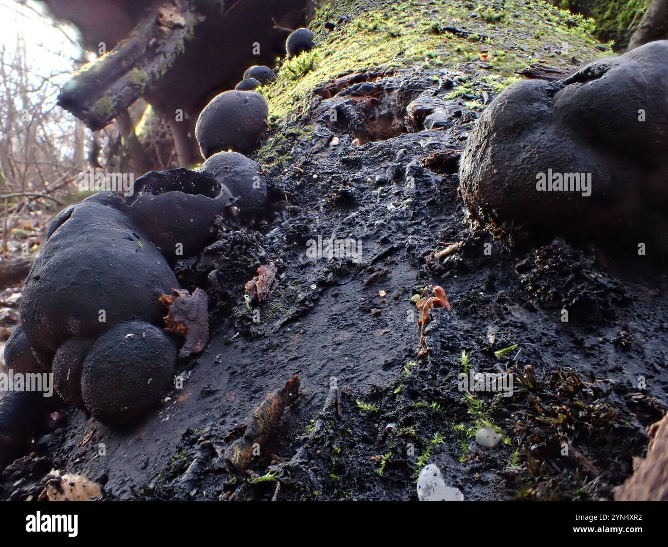 King Alfred's Cakes (Daldinia concentrica Stock Photo - Alamy
