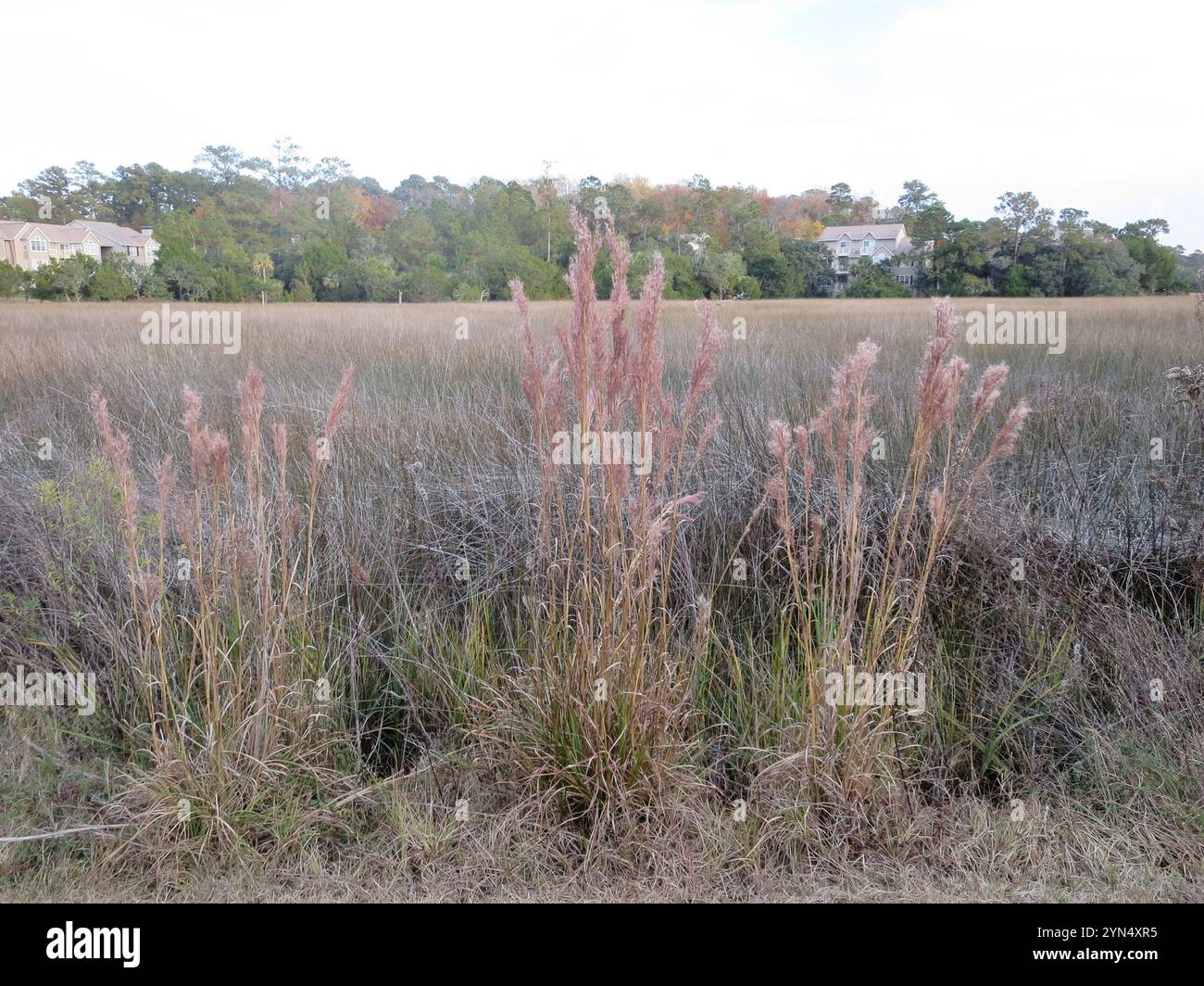 bluestems, thatching grasses, and allies (Andropogoninae Stock Photo ...