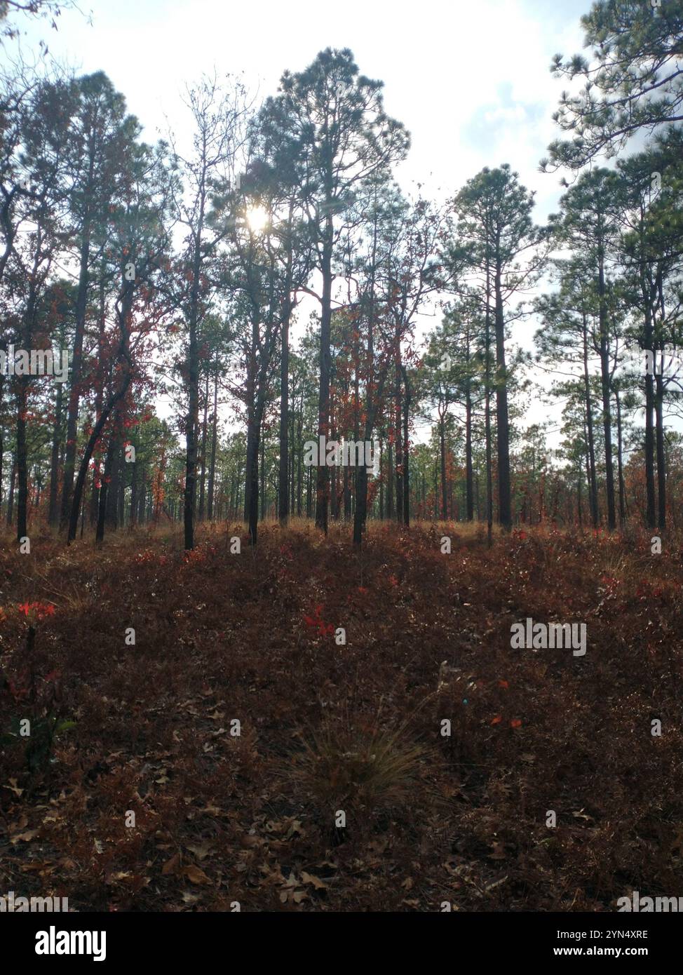 longleaf pine (Pinus palustris Stock Photo - Alamy