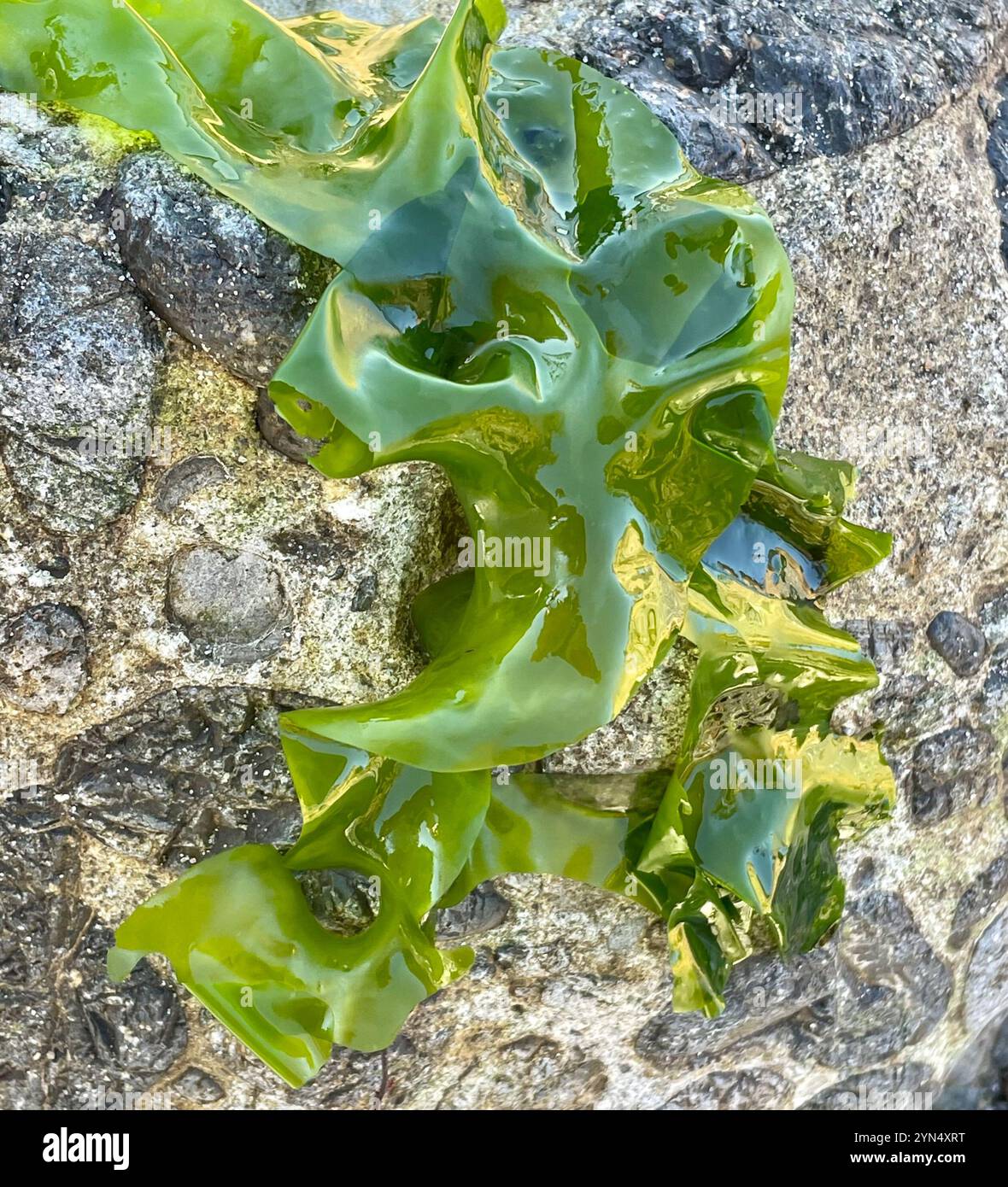 Broadleaf Sea Lettuce (Ulva lactuca Stock Photo - Alamy