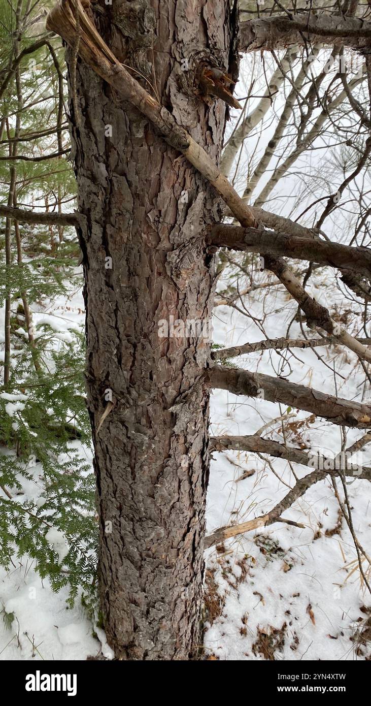 red pine (Pinus resinosa Stock Photo - Alamy